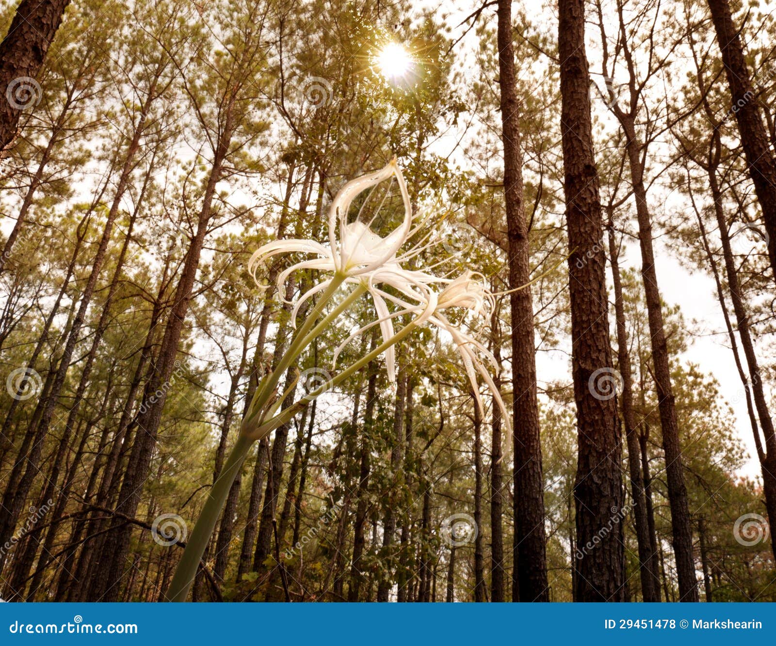 Spider In A Forest Royalty-Free Stock Image | CartoonDealer.com #156123652