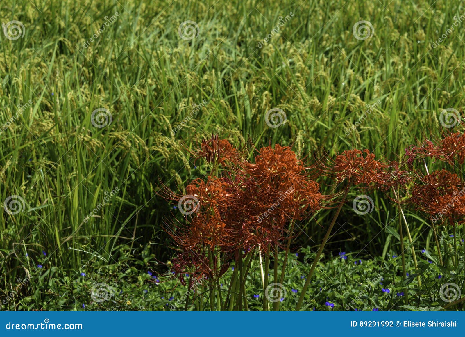 Spider Lily stock photo. Image of plants, asian, person - 89291992