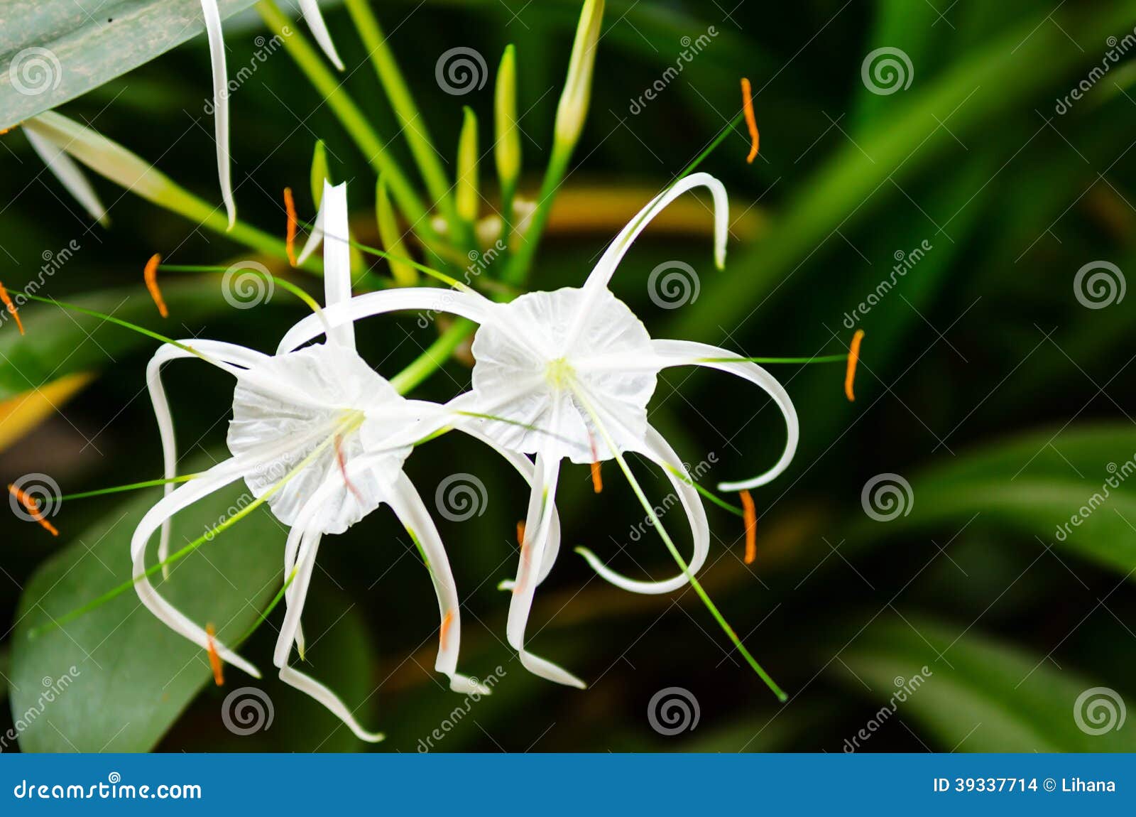 Spider lily stock photo. Image of herb, flower, lily - 39337714