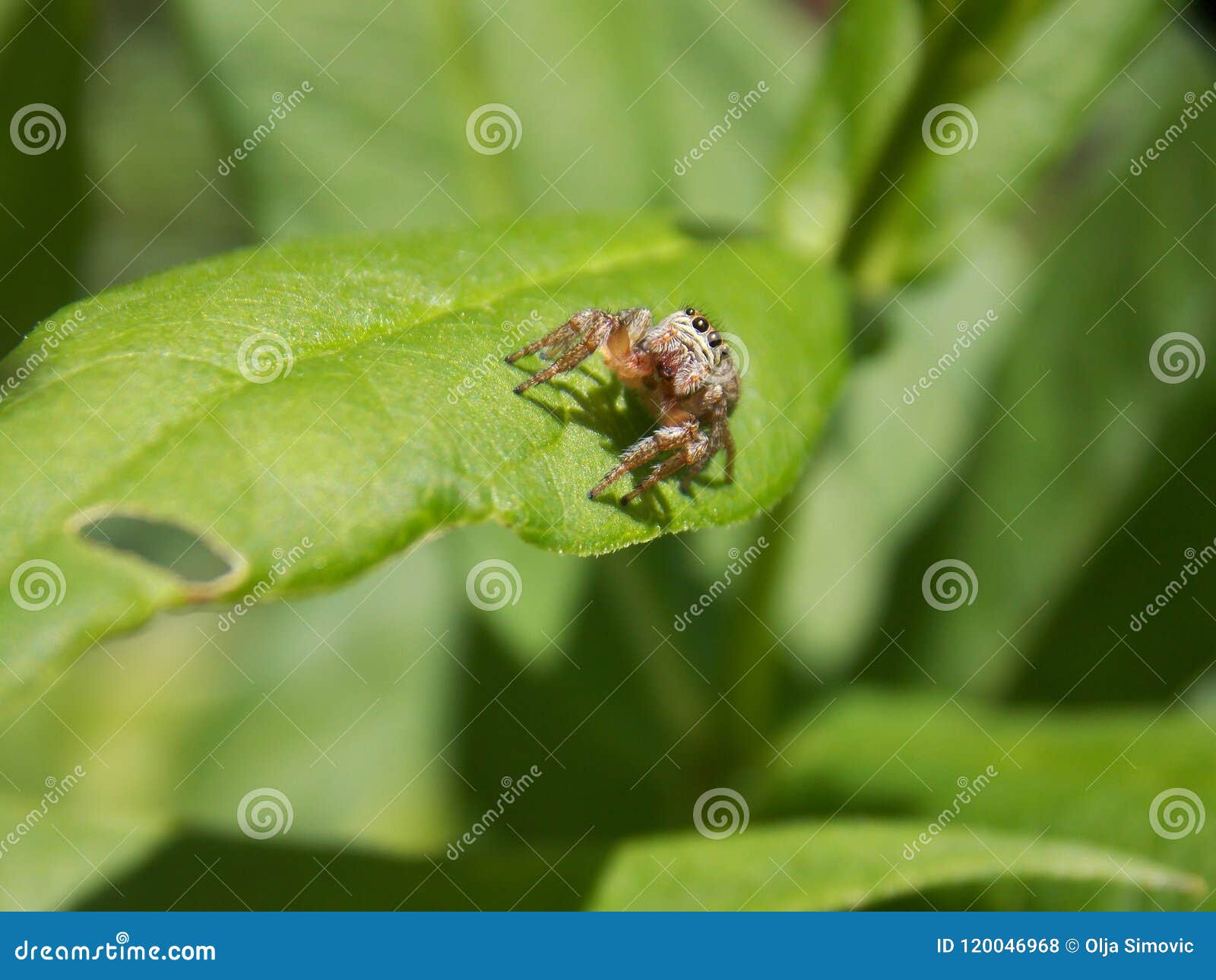 Spider on the list stock photo. Image of spider, nature - 120046968