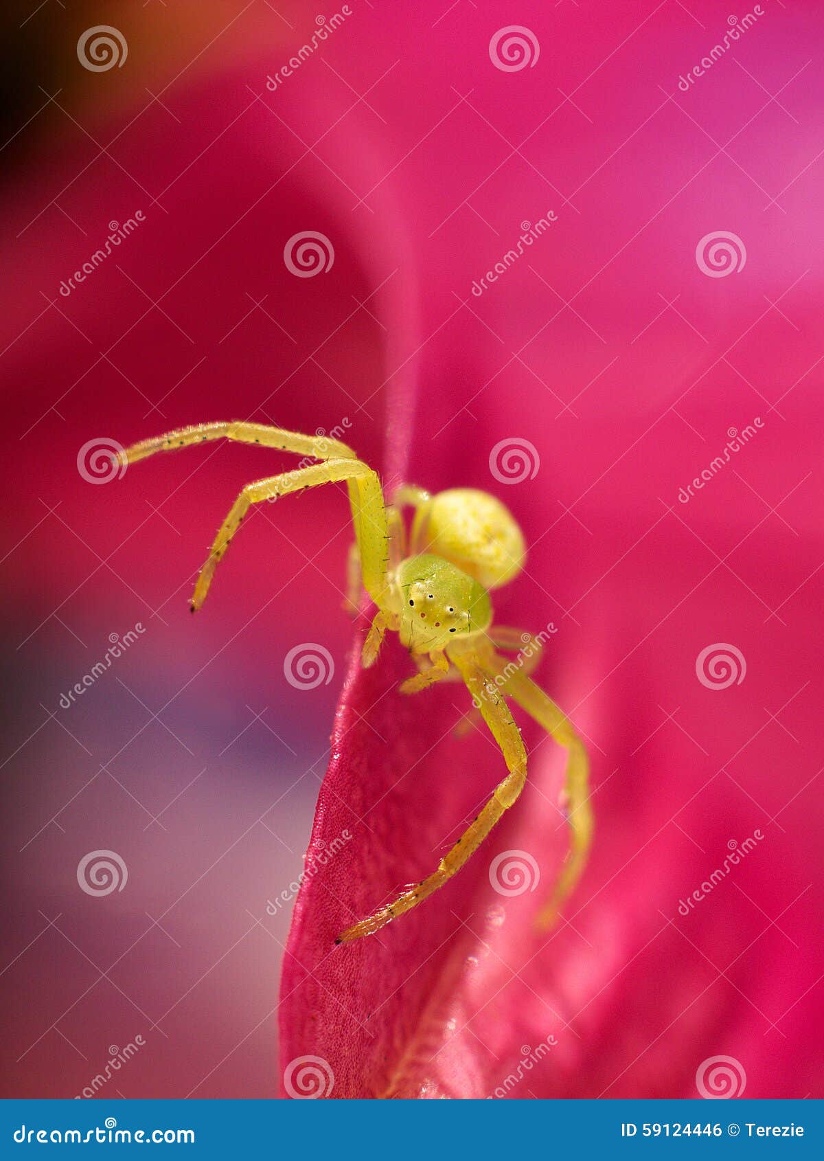 Spider stock photo. Image of spider, flower, flora, green - 59124446
