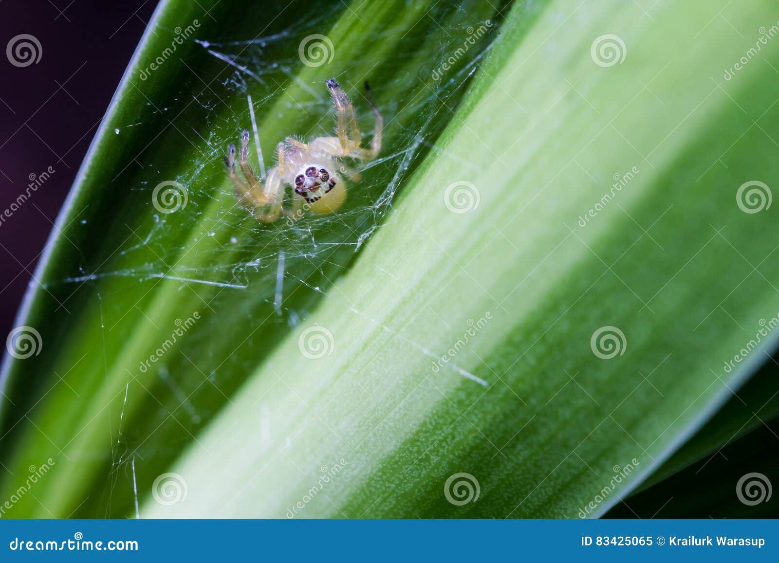 Spider stock image. Image of tiny, dangerous, spider - 83425065