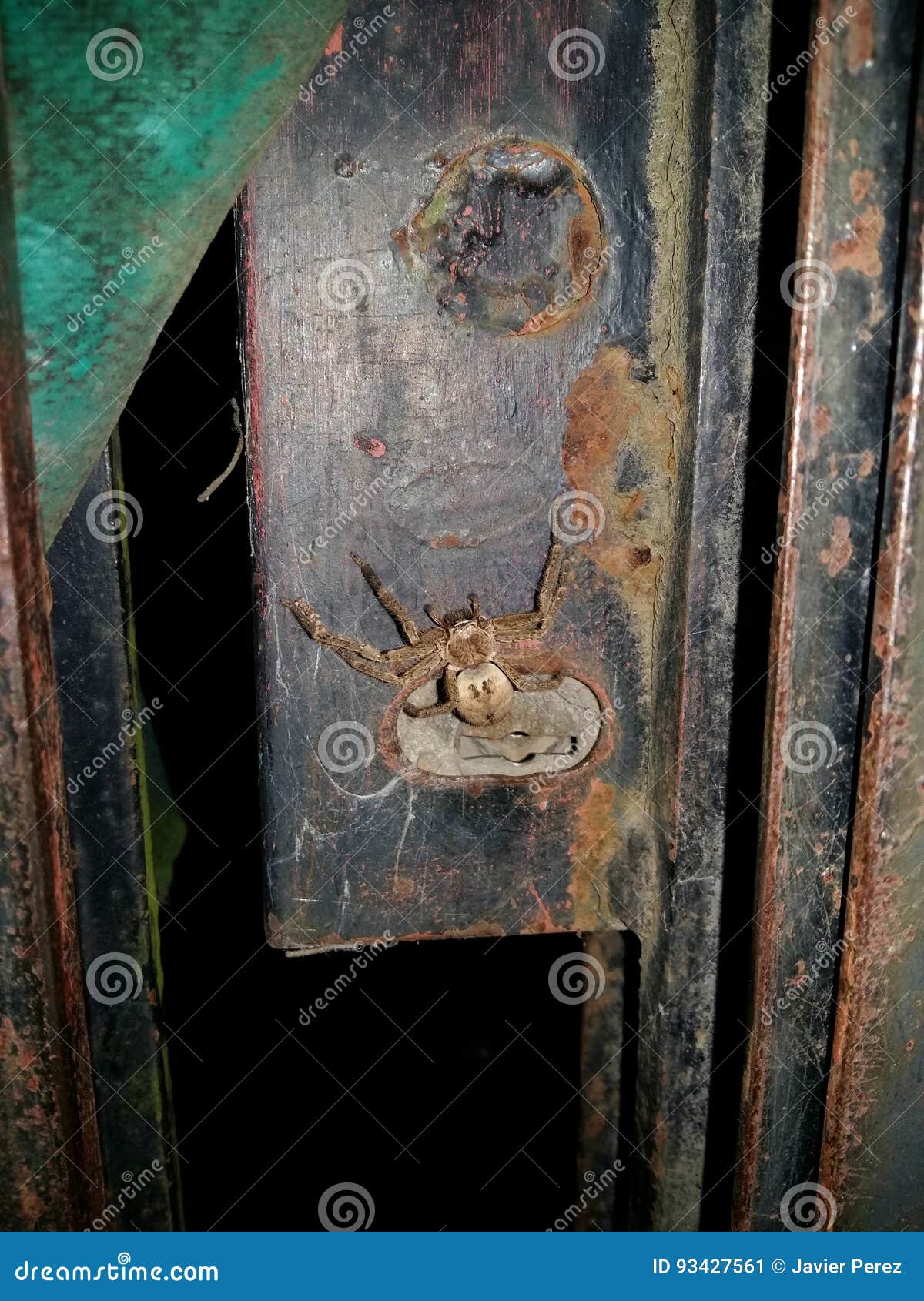Spider on lock stock image. Image of spiders, spider - 93427561