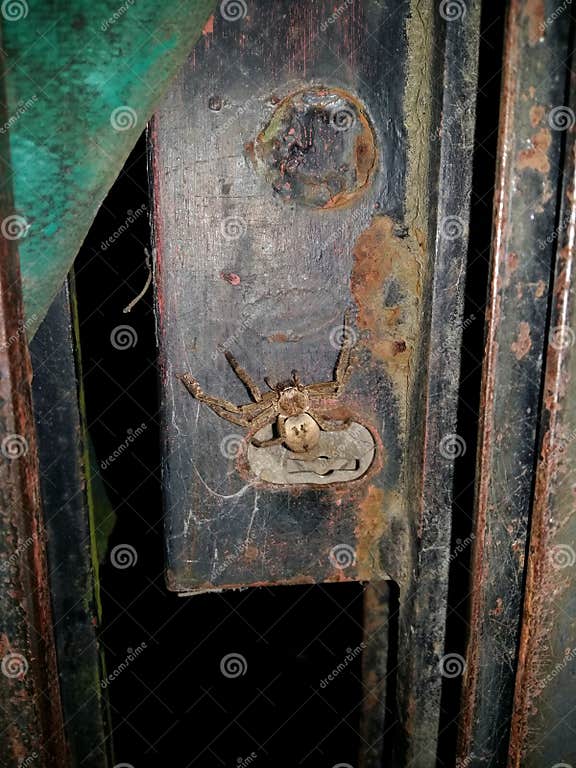 Spider on lock stock image. Image of spiders, spider - 93427561