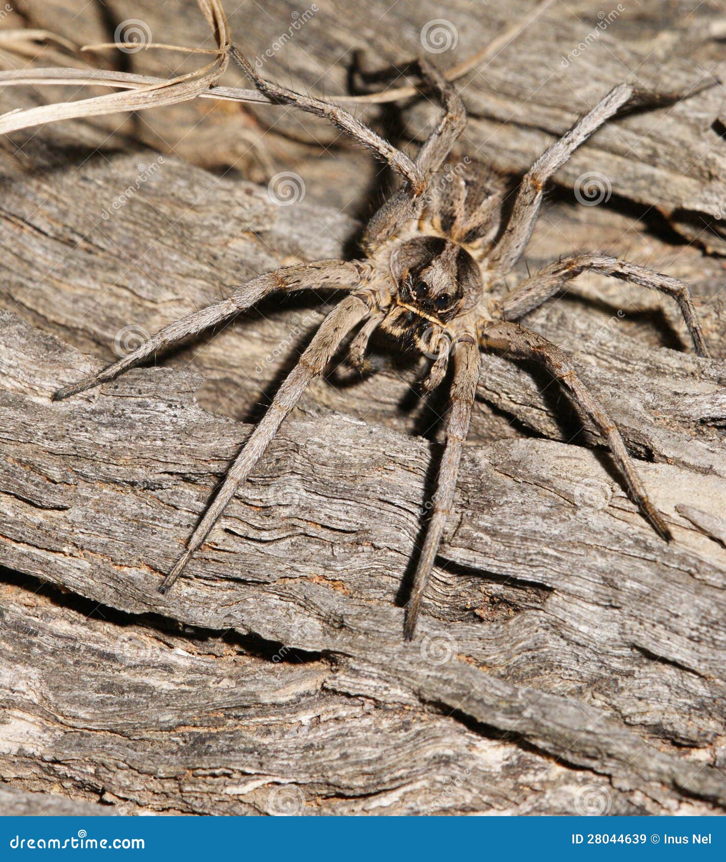 Spider on log stock image. Image of eyes, terrified, crawling - 28044639