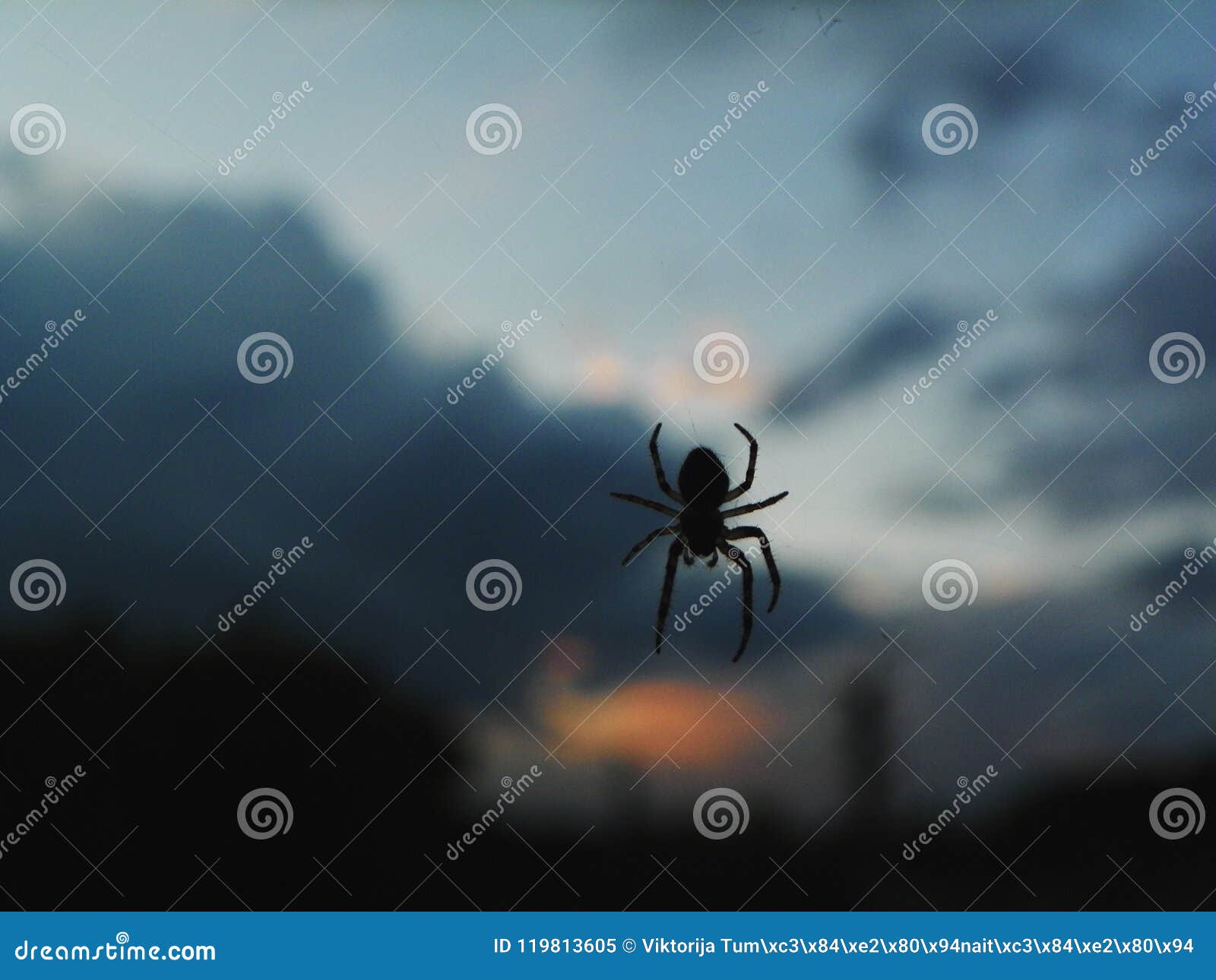Spider stock image. Image of nature, lonely, spider - 119813605