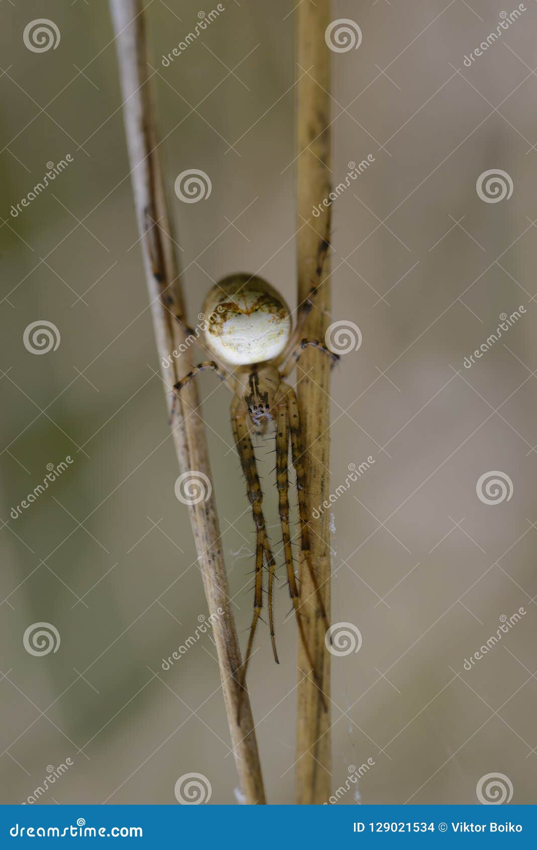 Spider with Long Legs on a Blade of Grass Stock Photo - Image of green ...