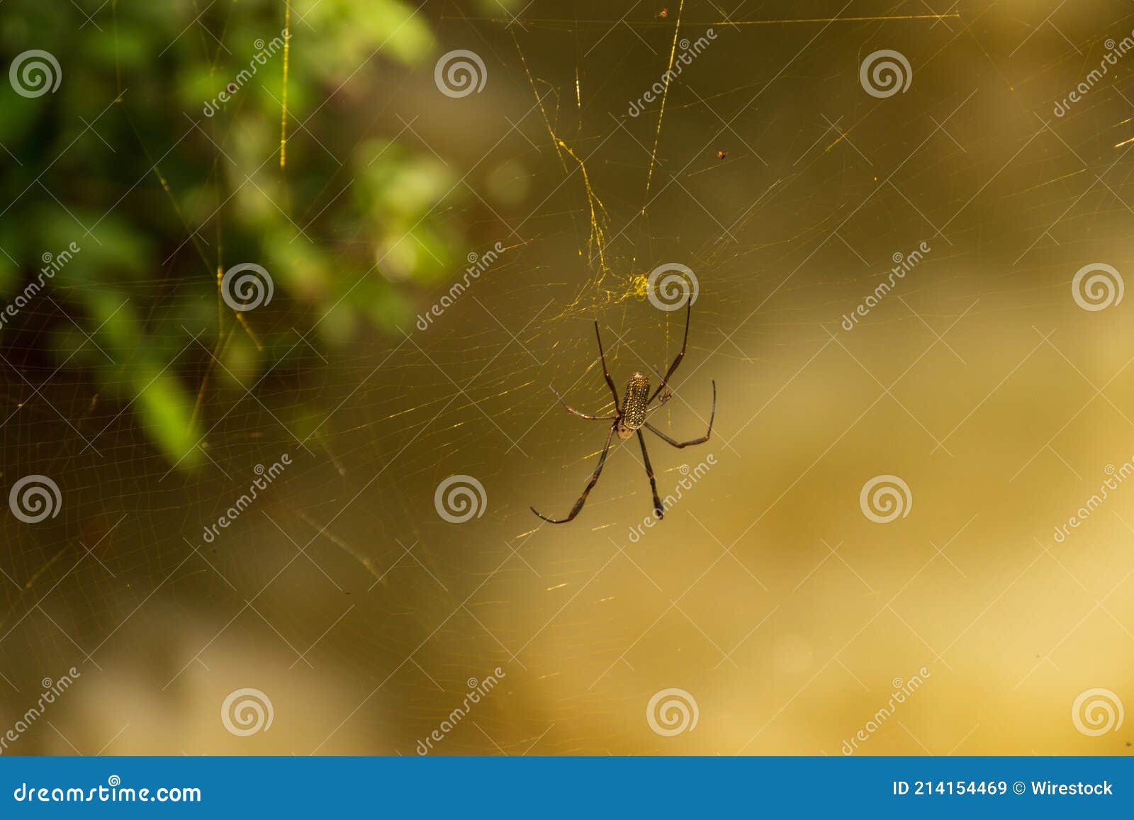 Spider with Long Legs on a Cobweb Stock Image - Image of creepy, insect ...