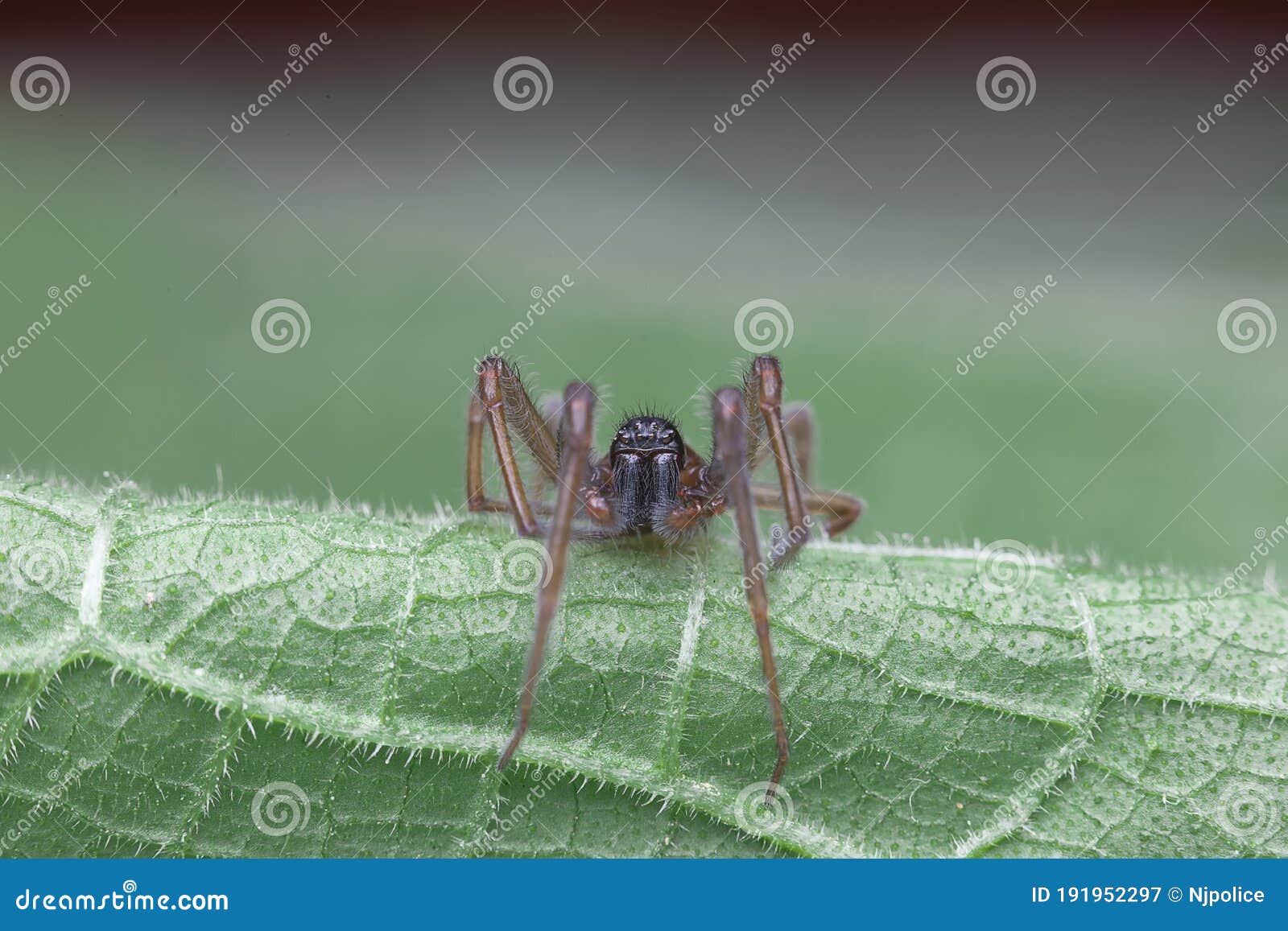 Spider stock image. Image of feet, texture, morning - 191952297