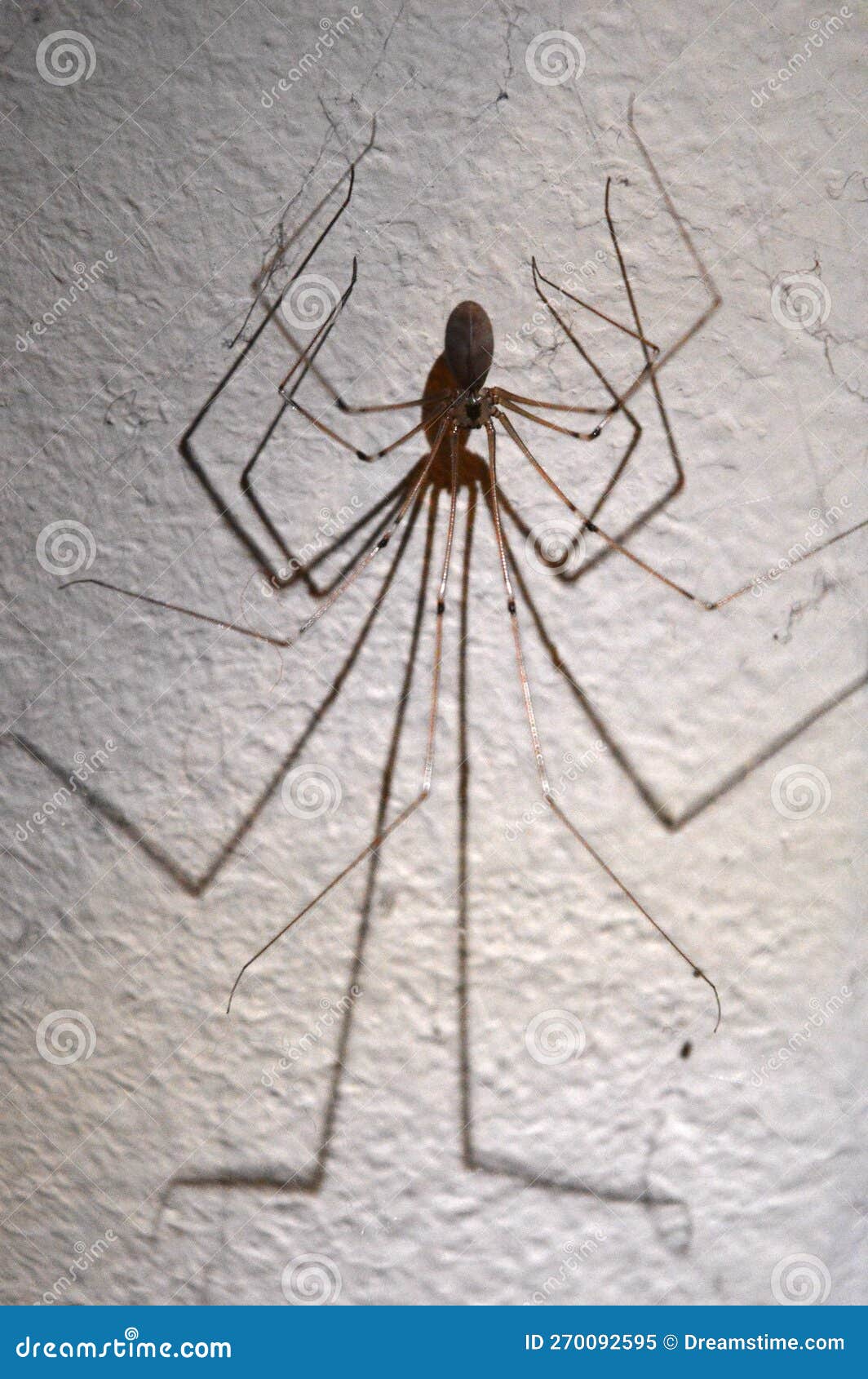 Spider with Long Legs and His Shadow Stock Image - Image of branch ...