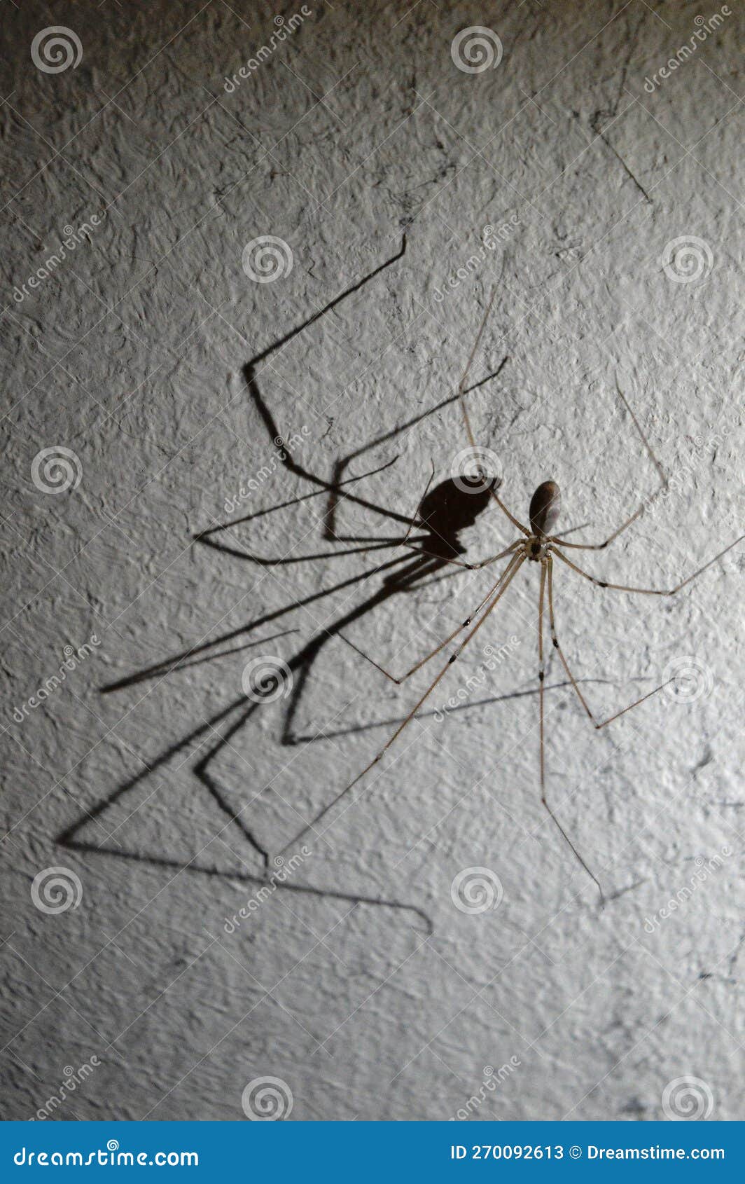 Spider with Long Legs and His Shadow Stock Image - Image of pattern ...