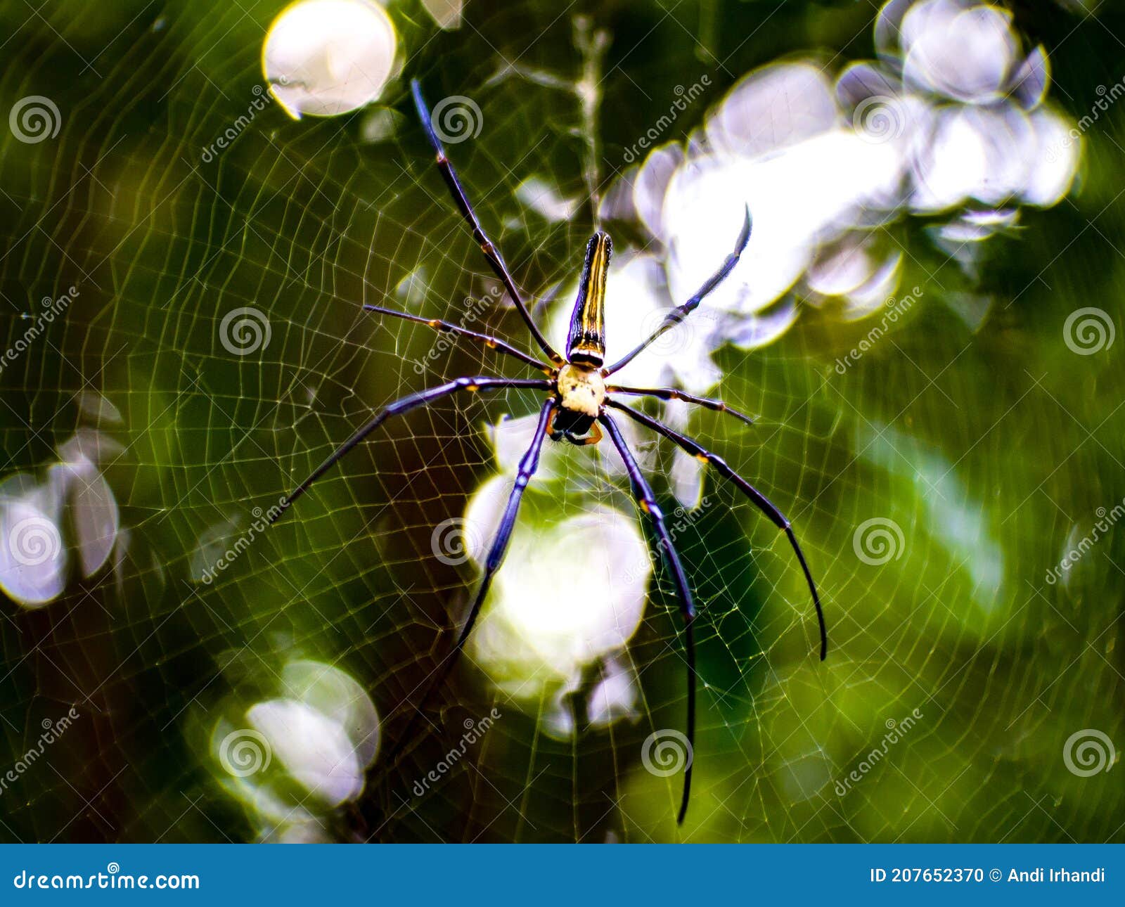 Spider with Long Legs on the Web Stock Photo - Image of sunlight ...
