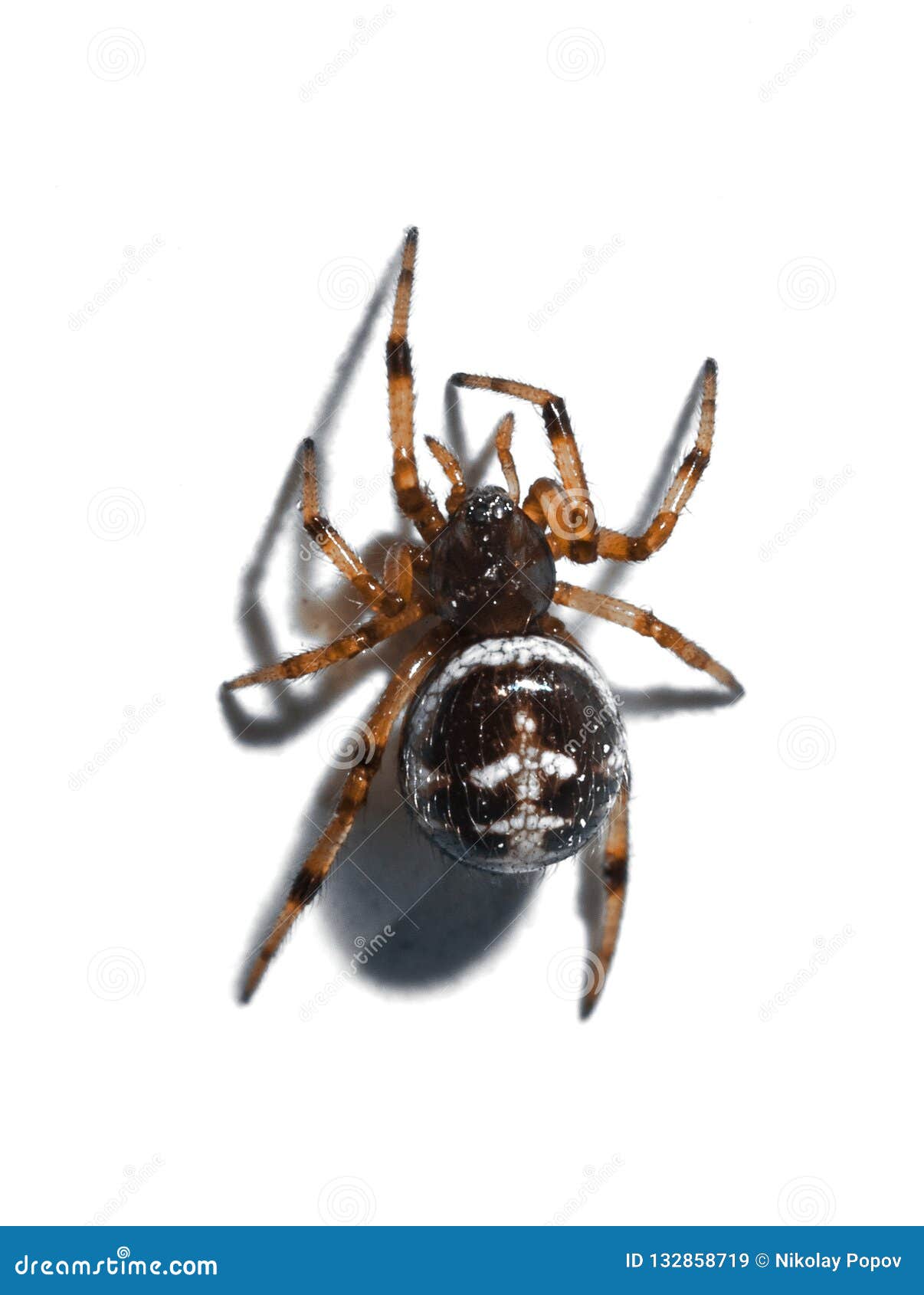 A Spider on a White Background Stock Image - Image of fine, macro ...