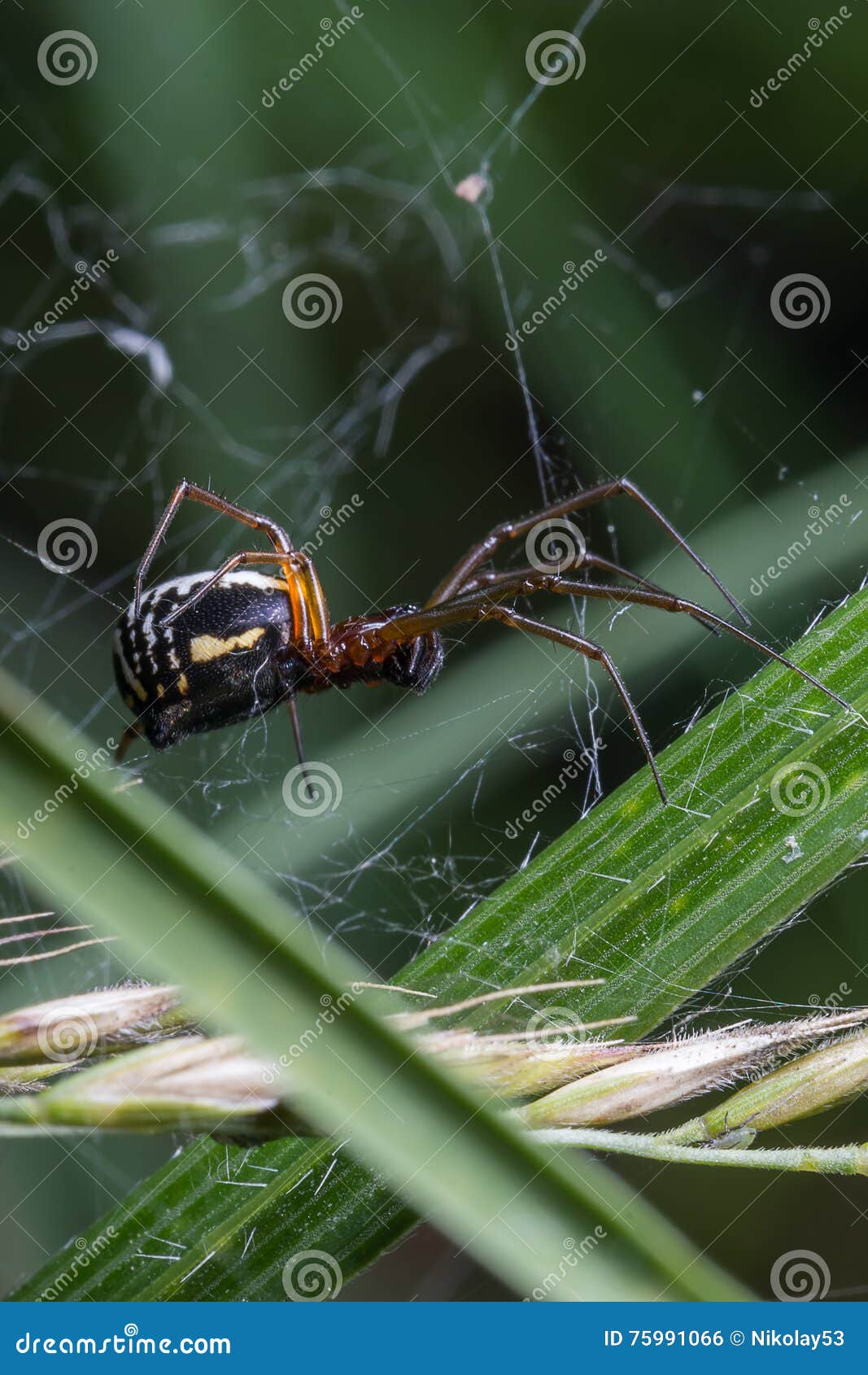 The spider with long paws. stock photo. Image of backdrop - 75991066