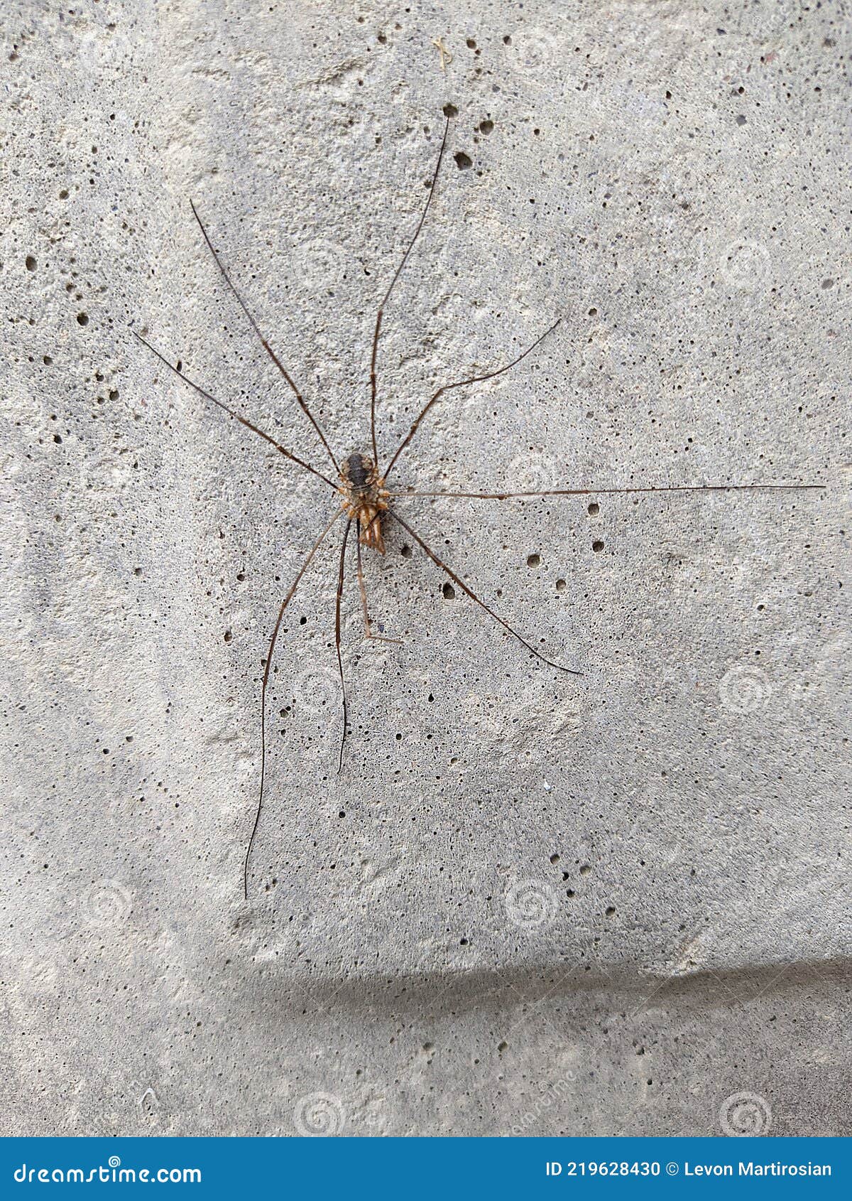 Spider with Long and Thin Legs on a Concrete Wall Stock Photo - Image ...