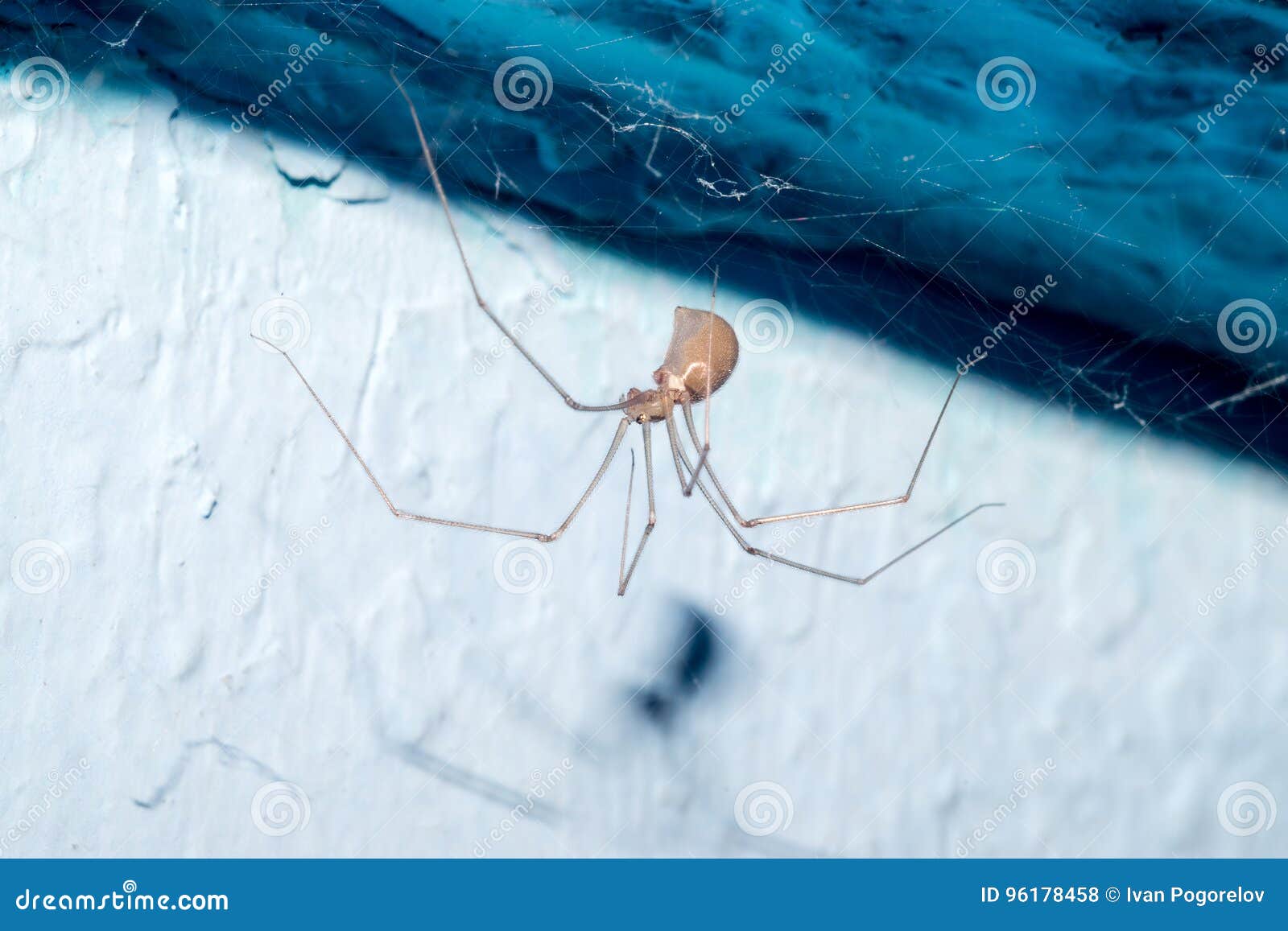 A Spider with Long Thin Legs and a Light Belly, Sits on Its Web. Macro ...