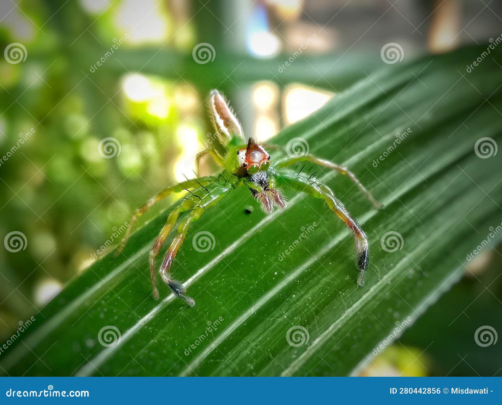 Spider looking at camera stock photo. Image of camera - 280442856