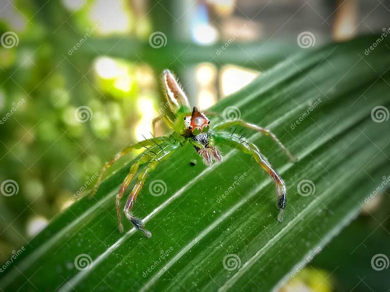 Spider looking at camera stock photo. Image of camera - 280442856