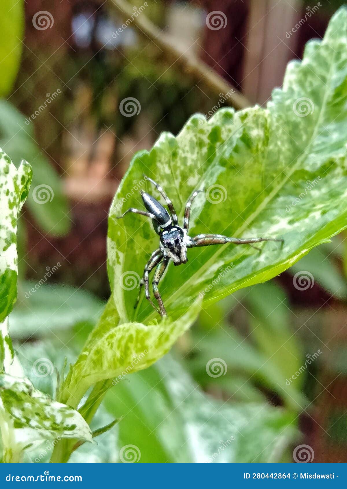 Spider looking at camera stock photo. Image of beuty - 280442864