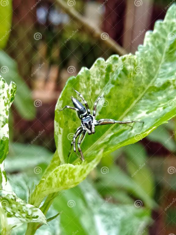 Spider looking at camera stock photo. Image of beuty - 280442864
