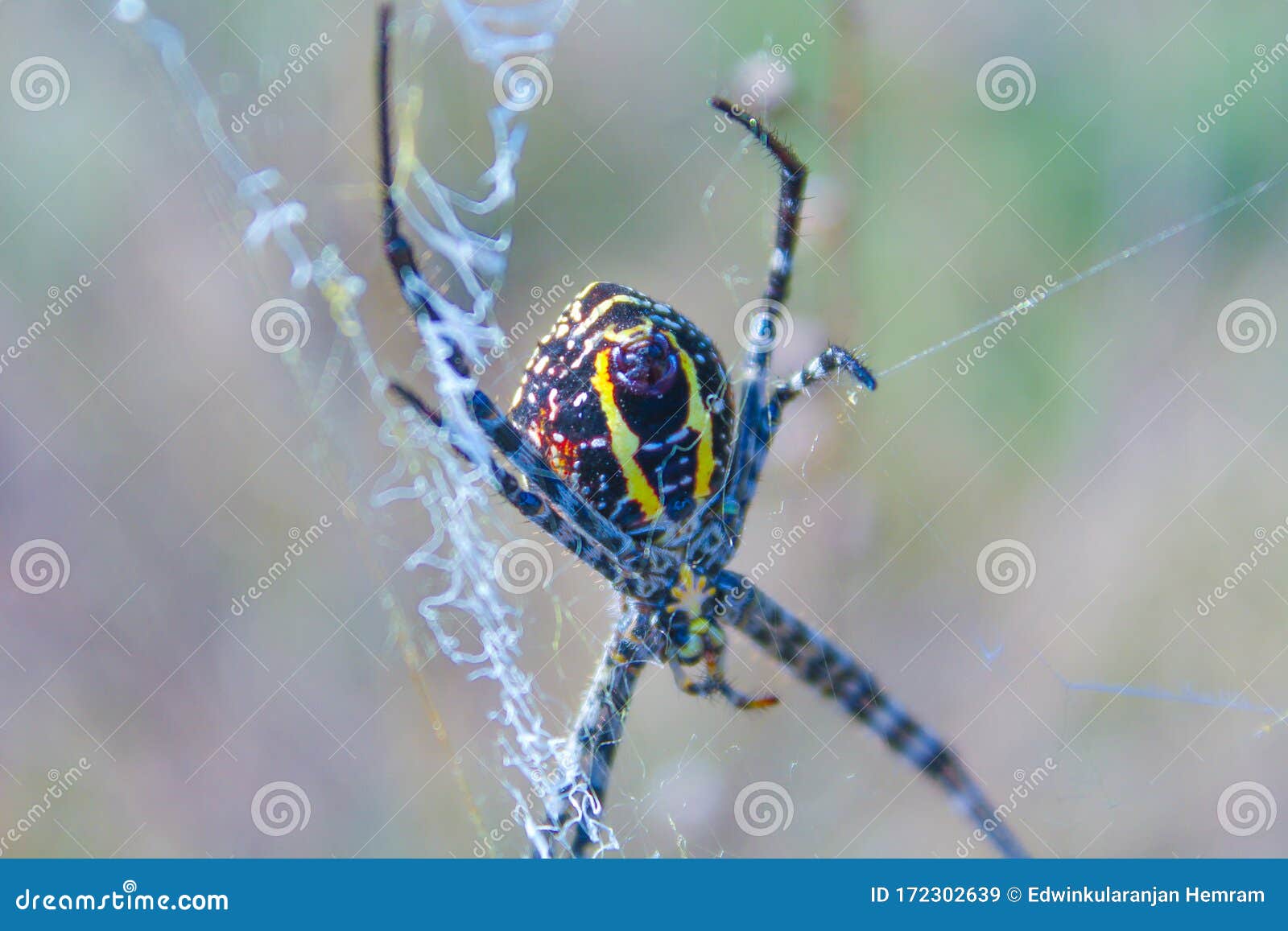 Spider looking at insects stock image. Image of danger - 172302639