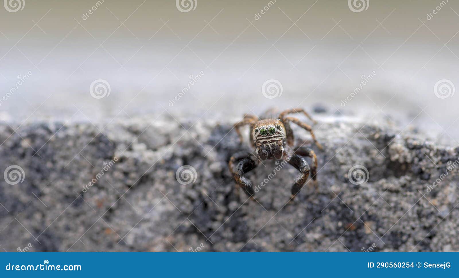 A Jumping Spider (Philaeus Chrysops) Looking Straight into the Camera ...