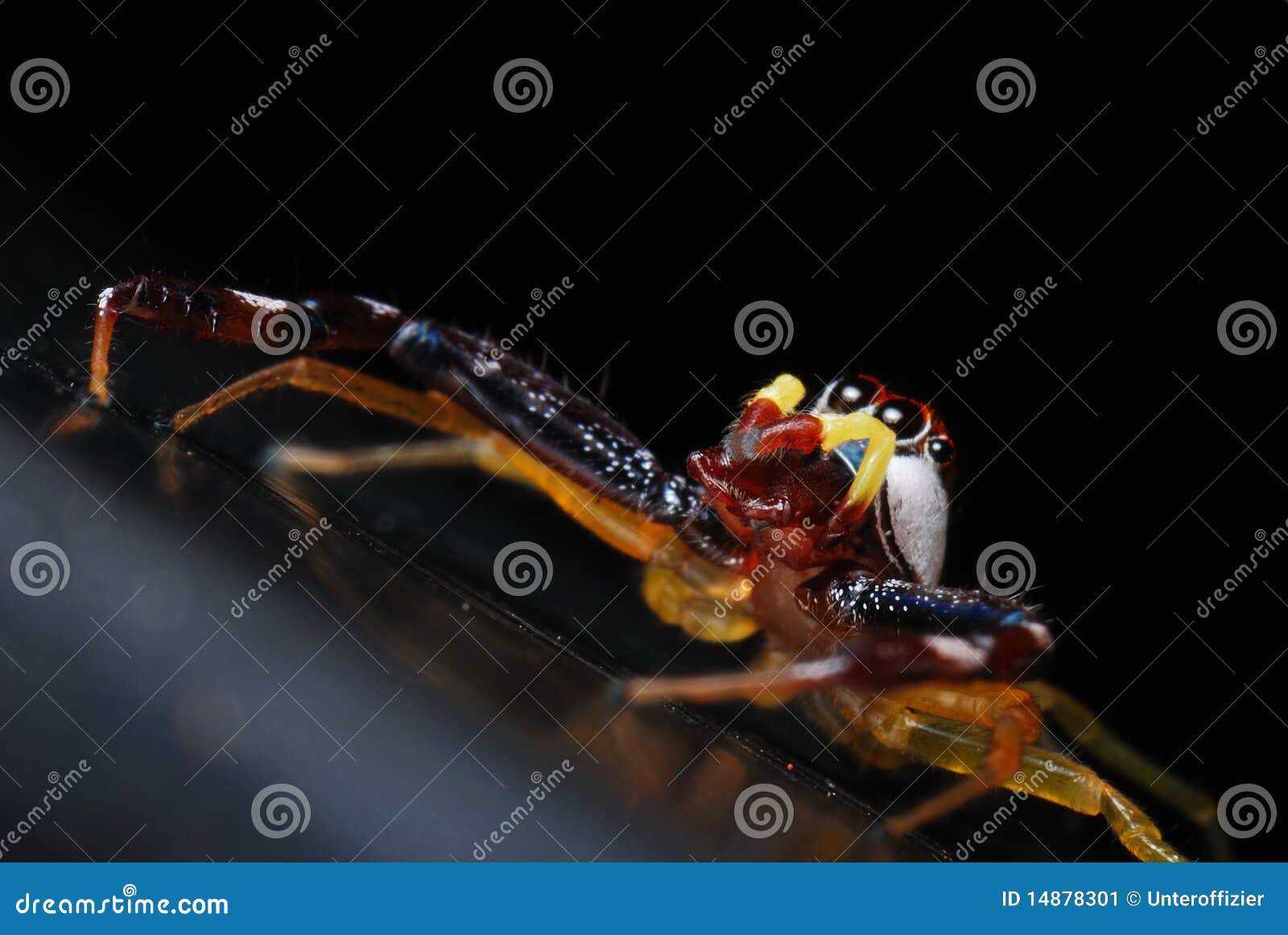Spider Looking Up stock image. Image of eight, lurk, dark - 14878301