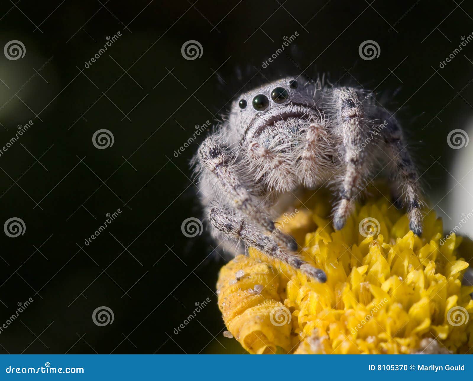 Spider looking upward stock photo. Image of yellow, pounce - 8105370