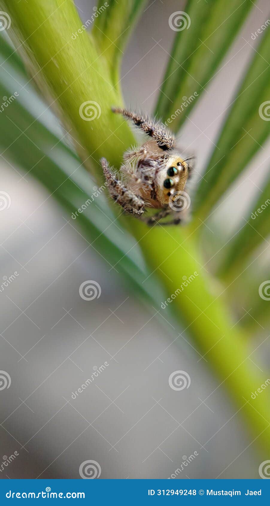 The Spider is Looking Upwards Stock Photo - Image of plant, looking ...