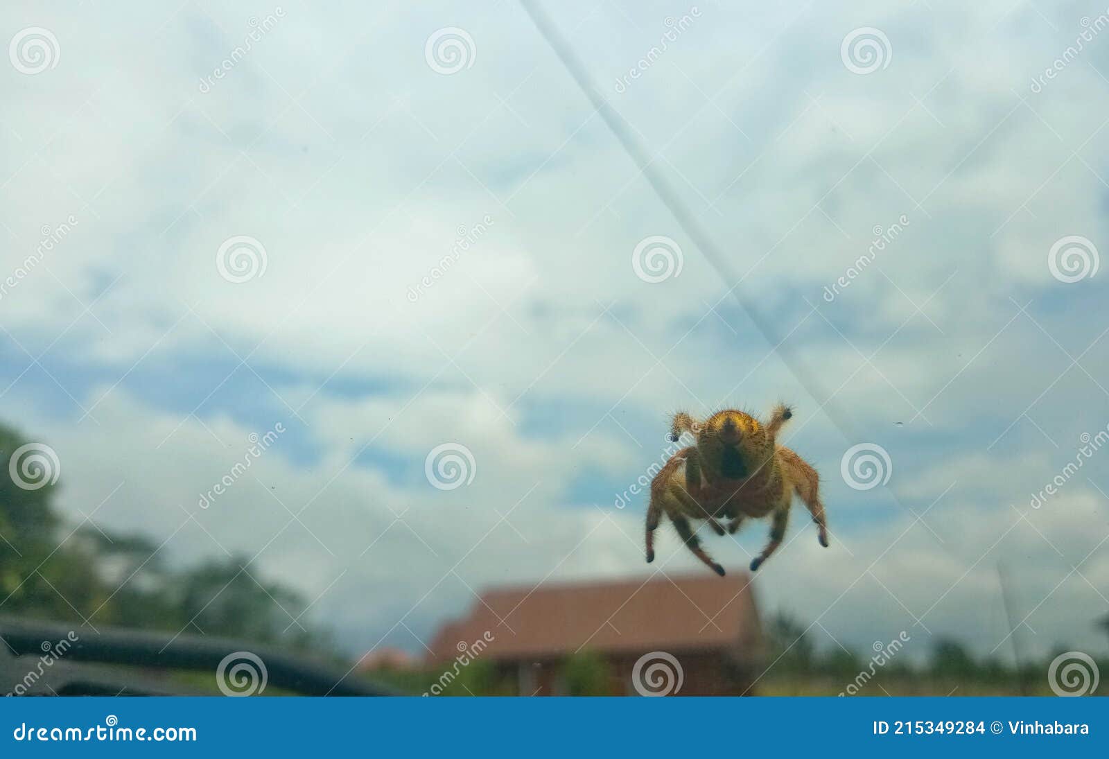 A Spider Looks Flying Forward Stock Photo - Image of arthropod ...