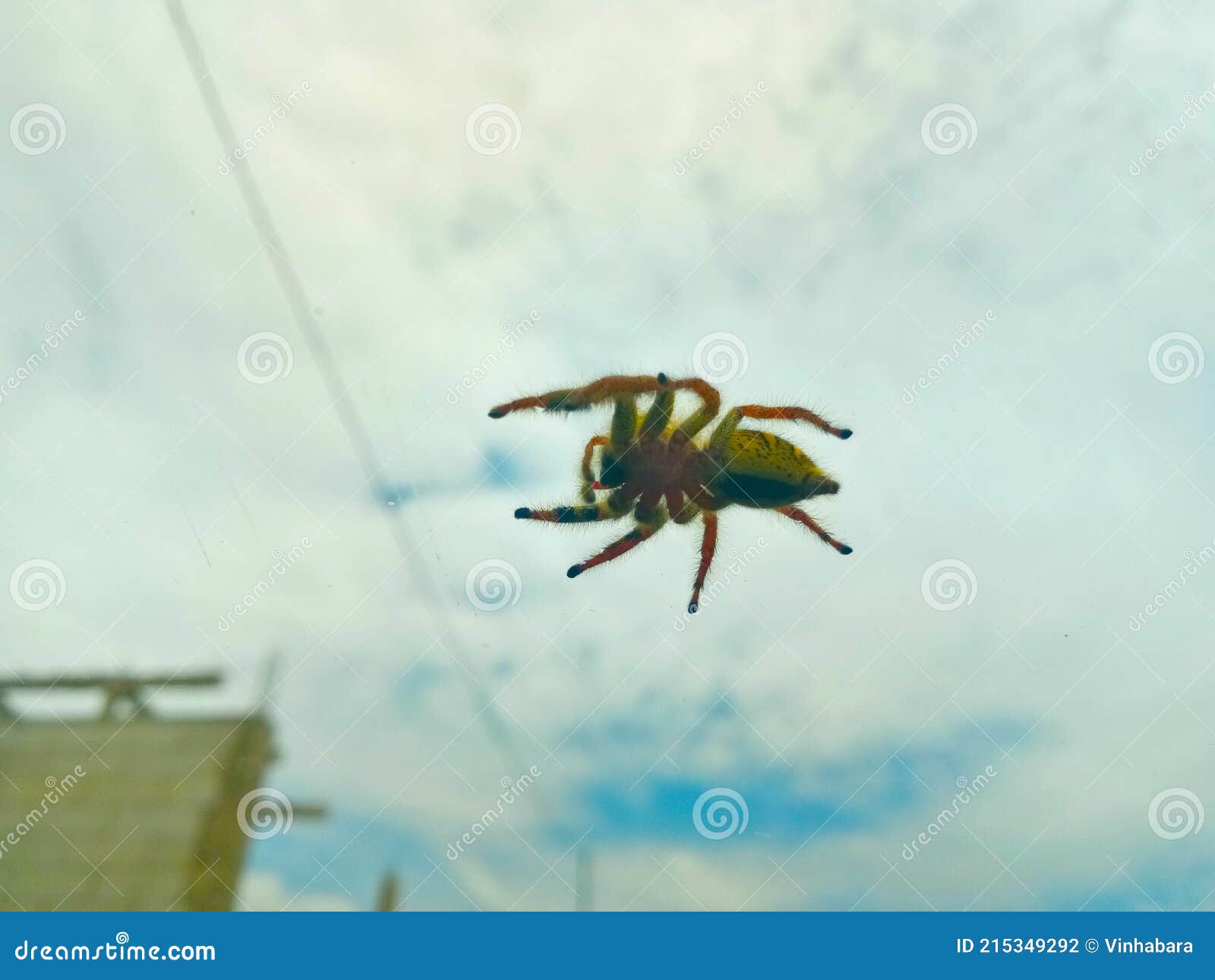 A Spider Looks Hovering on the Sky Stock Photo - Image of brown ...