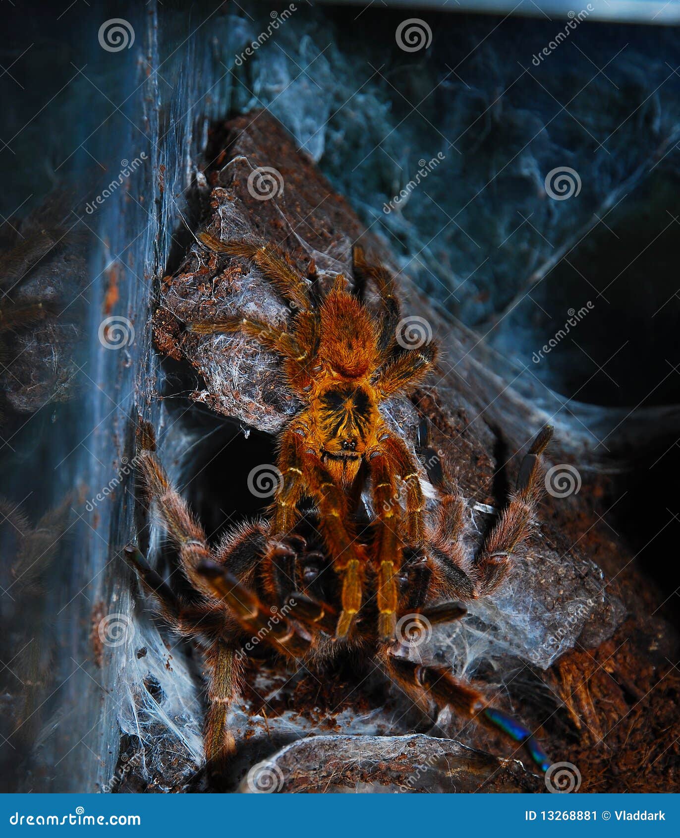 Spider love stock image. Image of bite, leisure, blue - 13268881