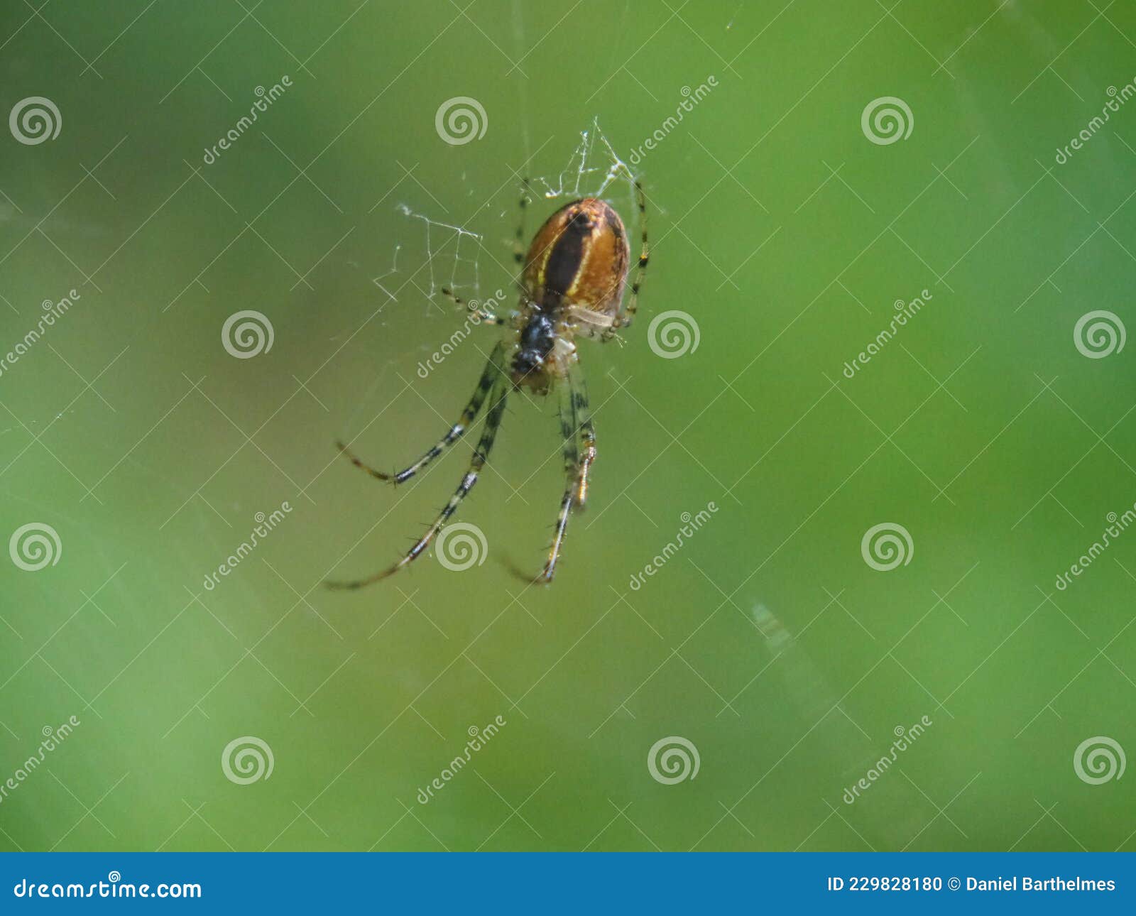 A Spider in Lurking Position in the Spider Web Stock Photo - Image of ...
