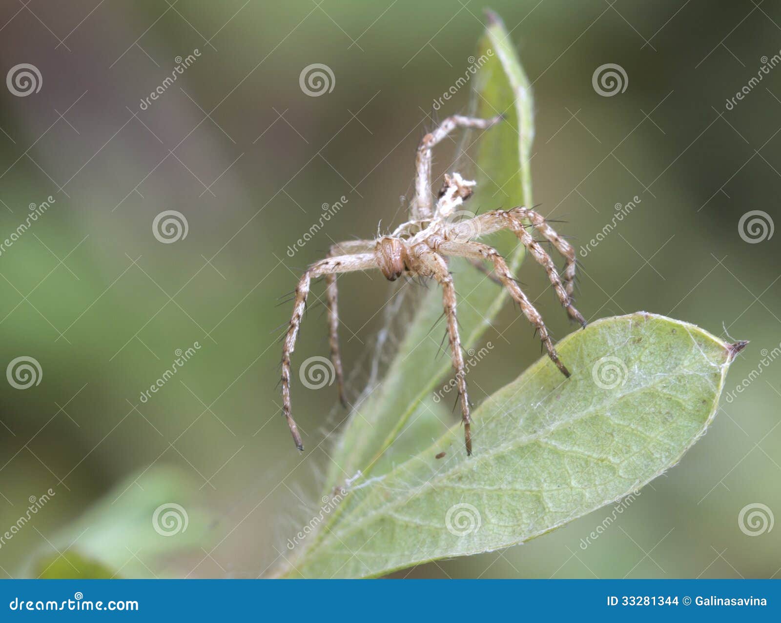 Spider-lynx OXYOPES RAMOSUS, Exuvia Stock Photo - Image of fauna, fast ...