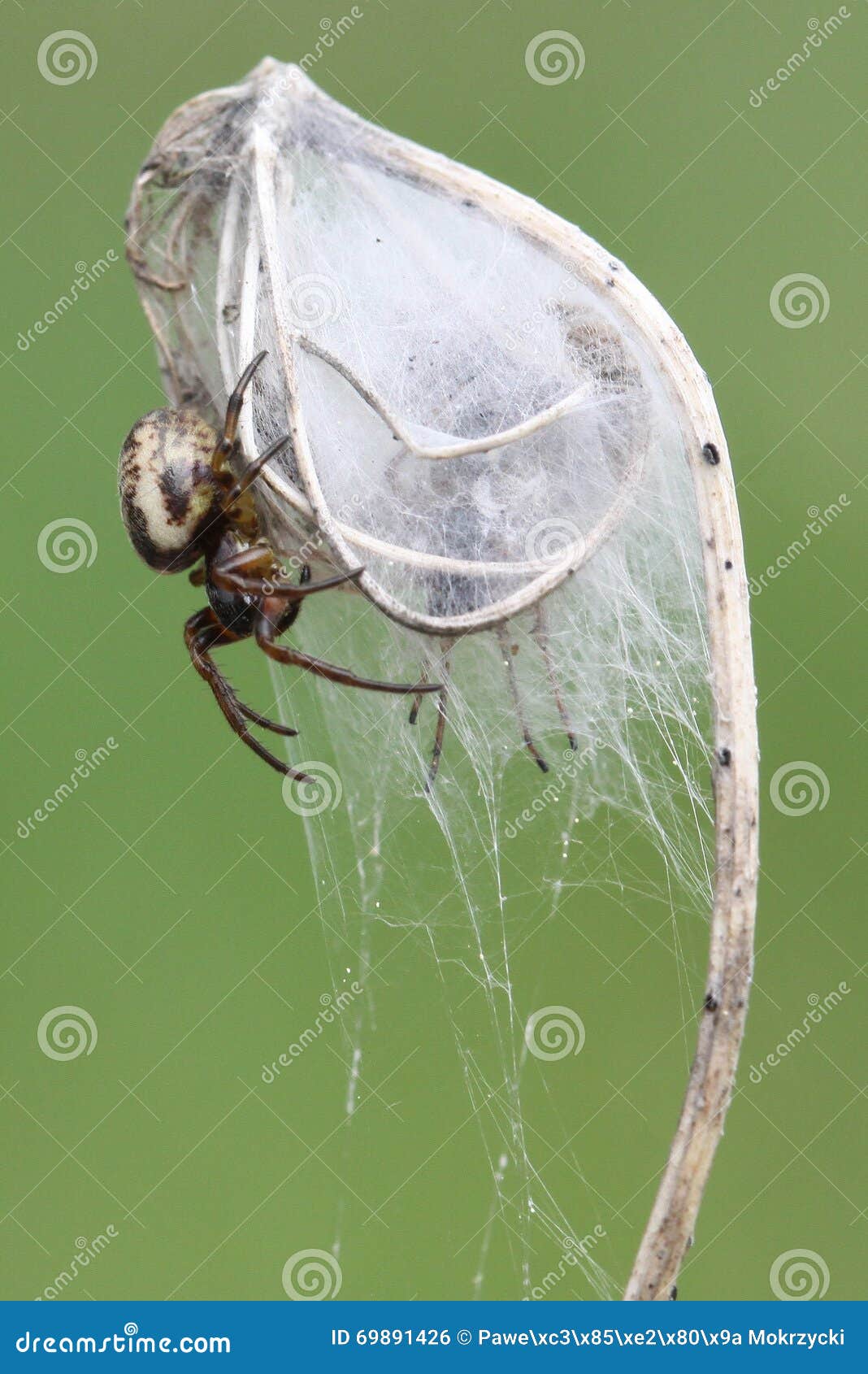 Spider stock photo. Image of invertebrate, nature, macro - 69891426