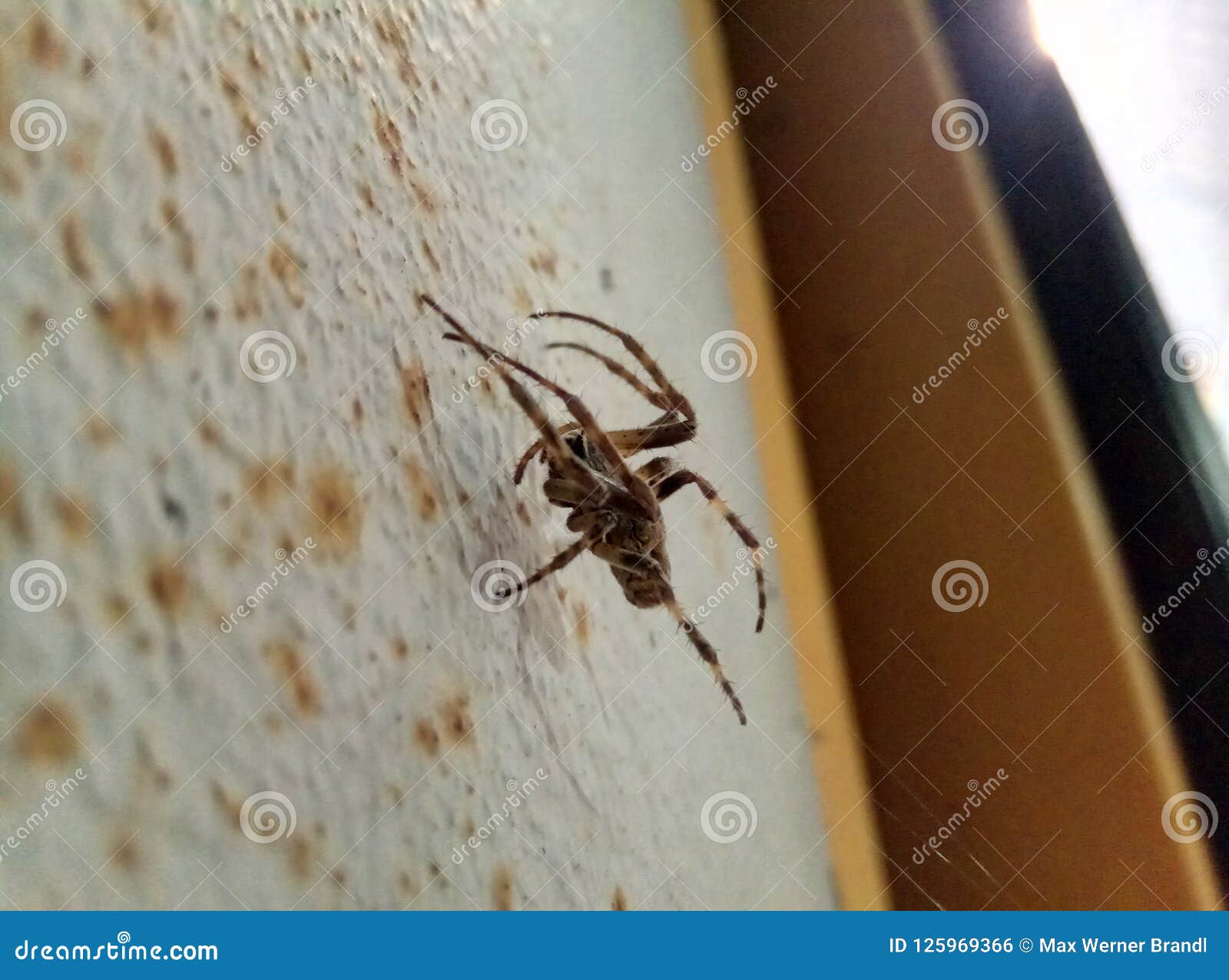 Spider stock photo. Image of macro, spider, night, outdoor - 125969366