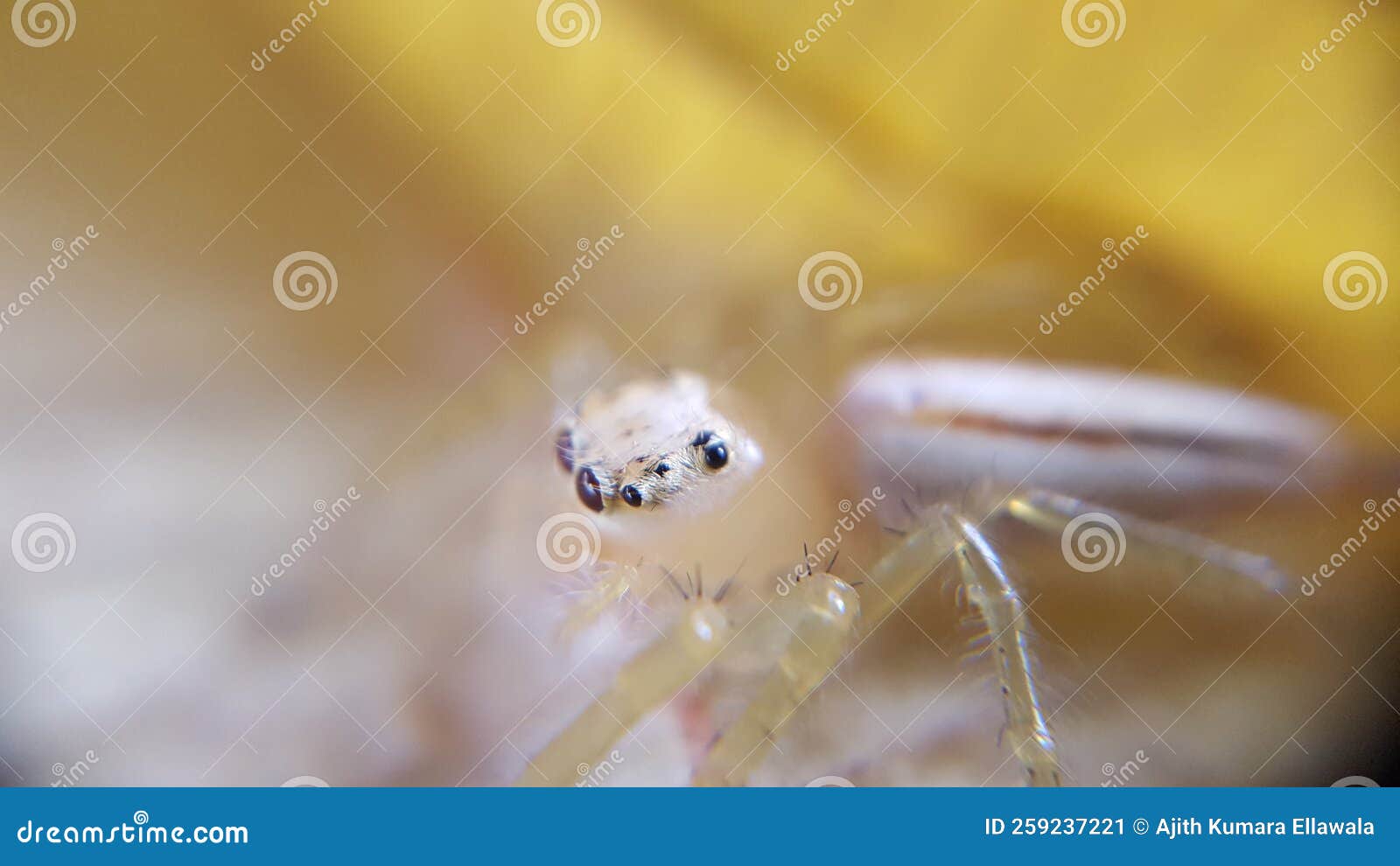 Spider macro photography stock image. Image of petal - 259237221