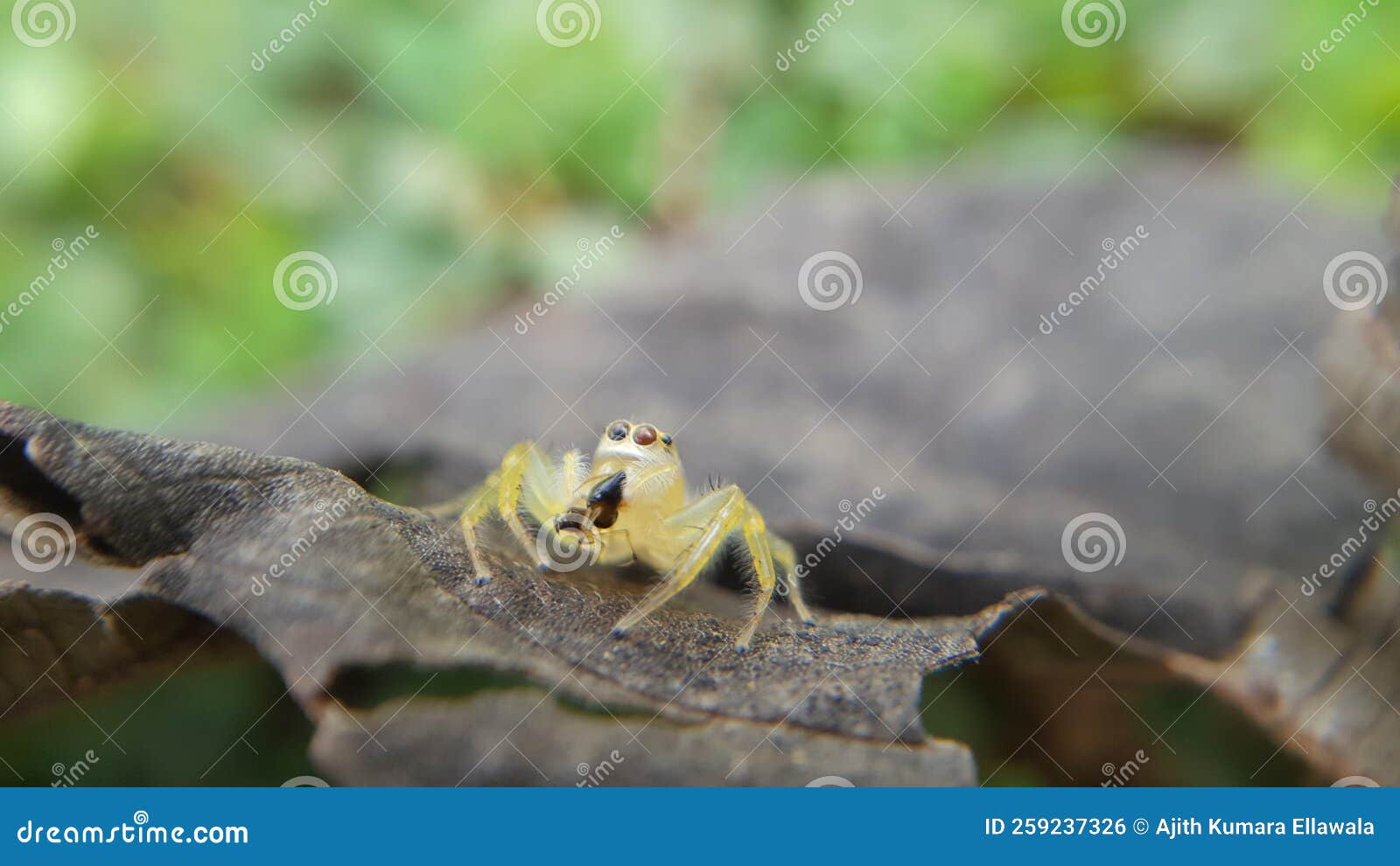 Spider macro photography stock photo. Image of animal - 259237326
