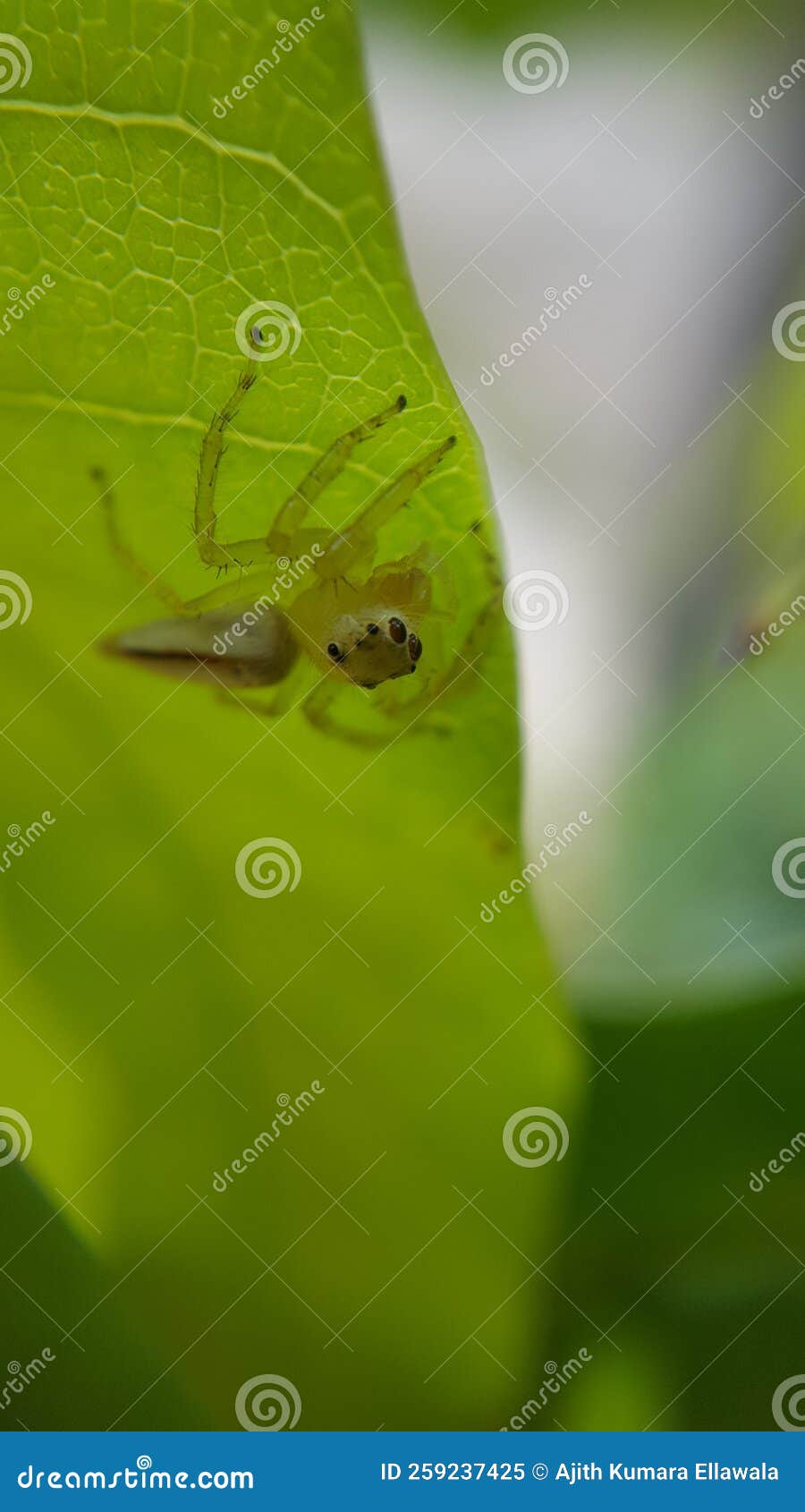 Spider macro photography stock image. Image of flower - 259237425