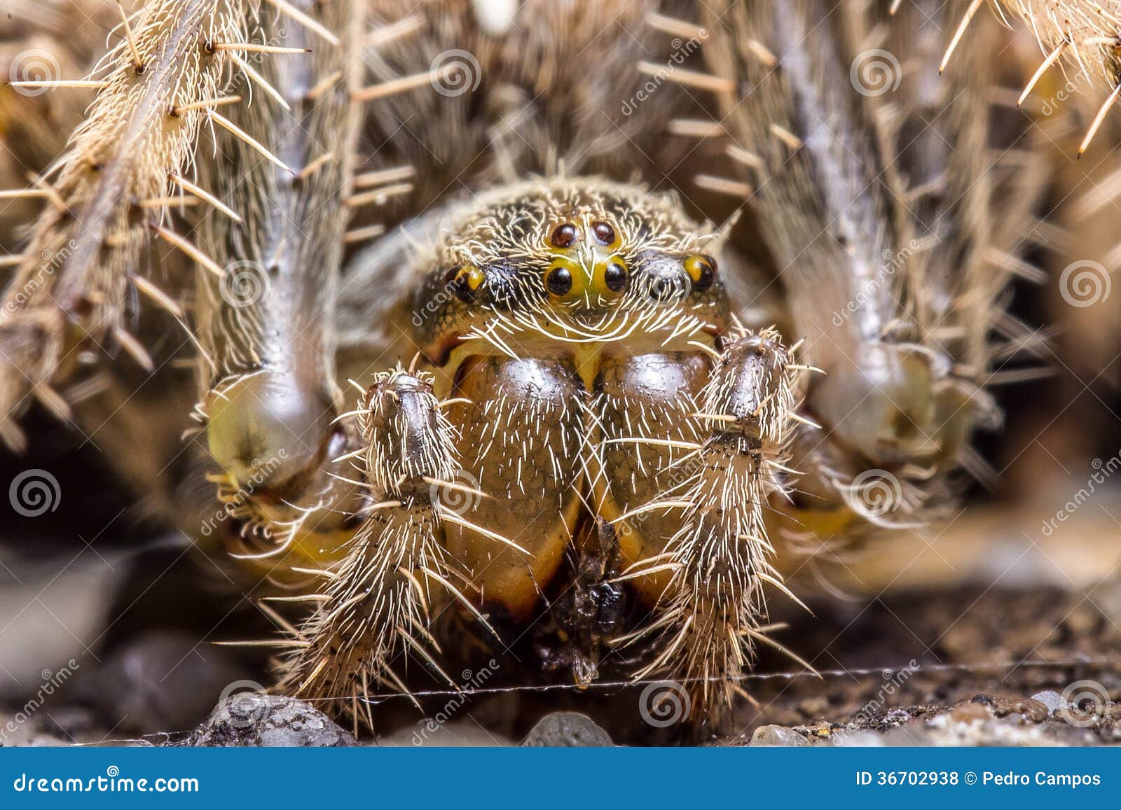 Spider macro stock photo. Image of brown, macro, animals - 36702938