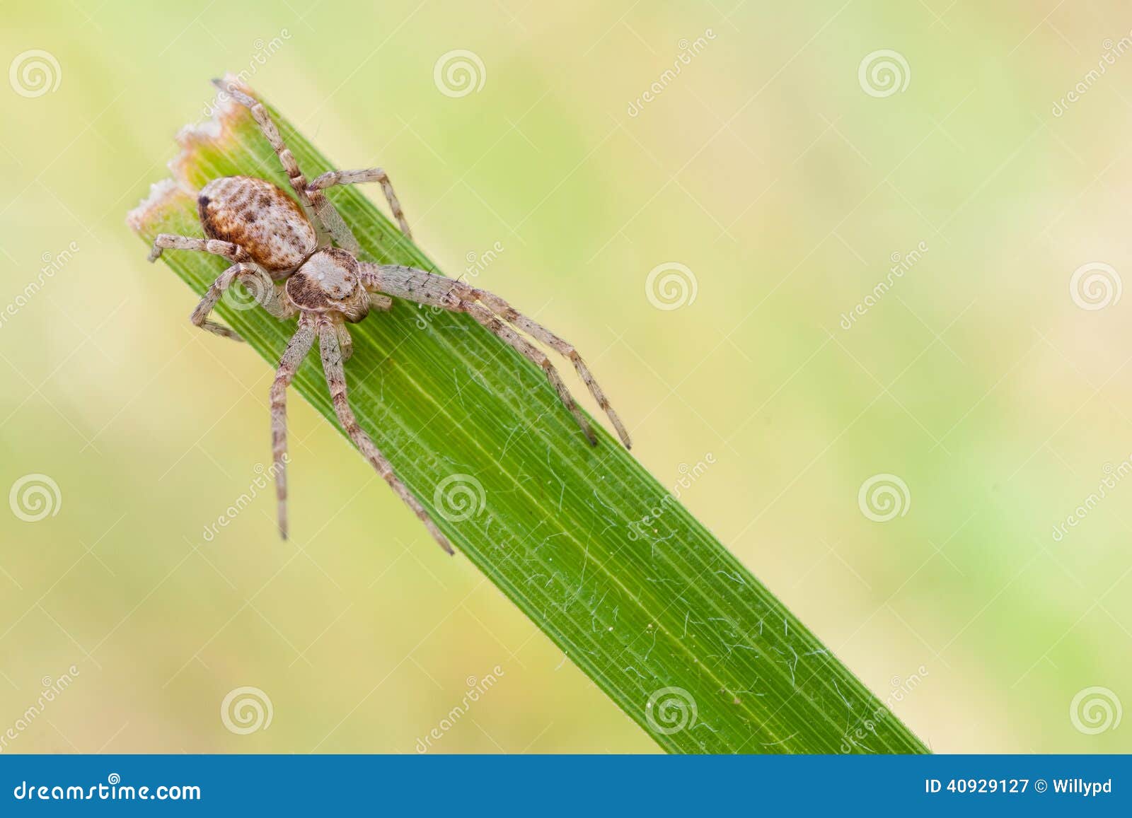 Spider stock image. Image of ocelli, atural, arachnid - 40929127