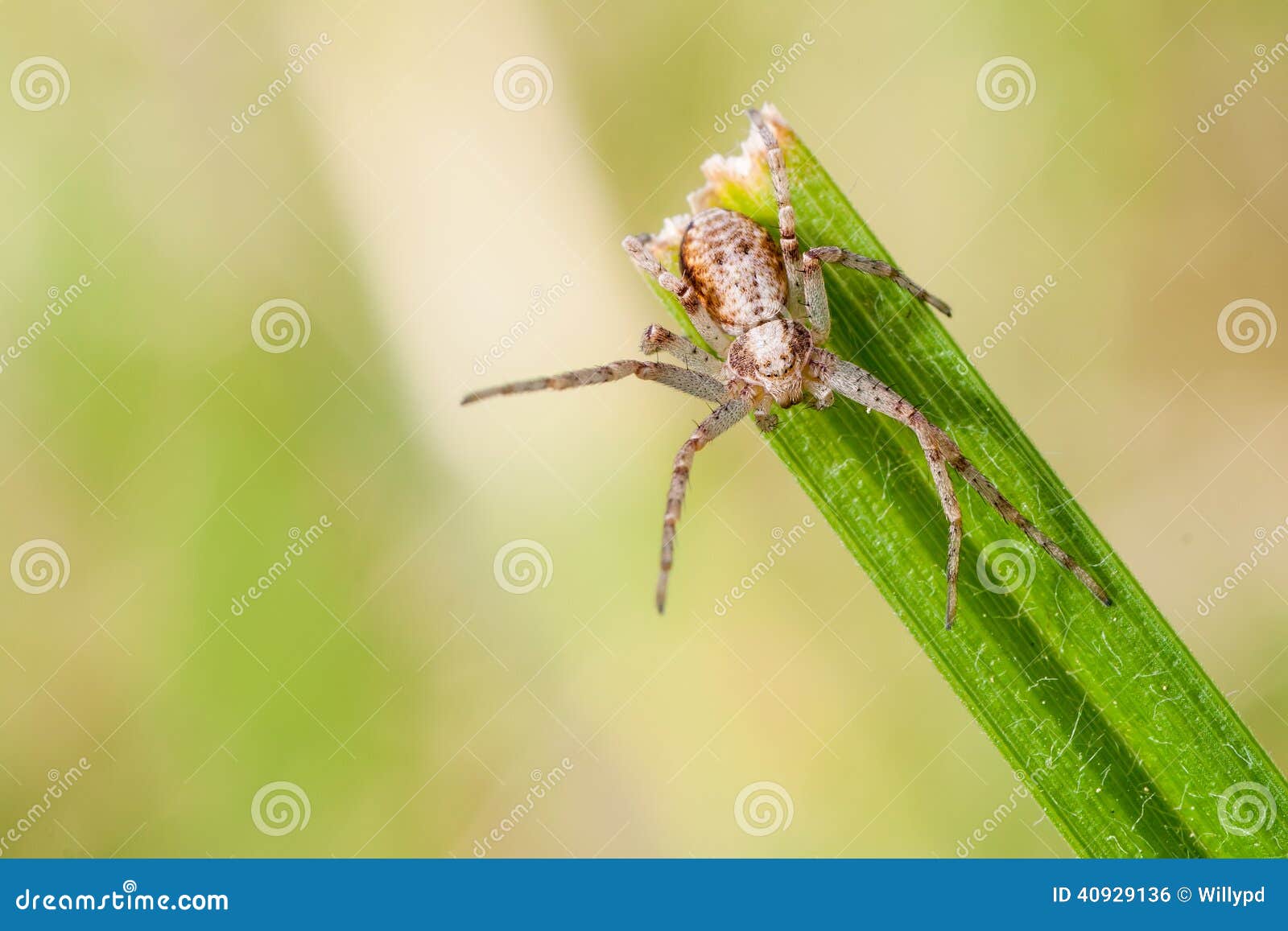Spider stock photo. Image of ocellus, macro, spider, detail - 40929136