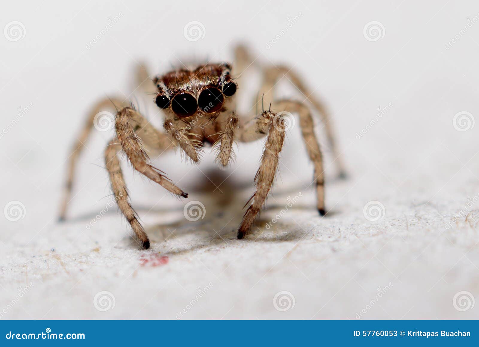 Spider macro stock image. Image of camouflage, female - 57760053
