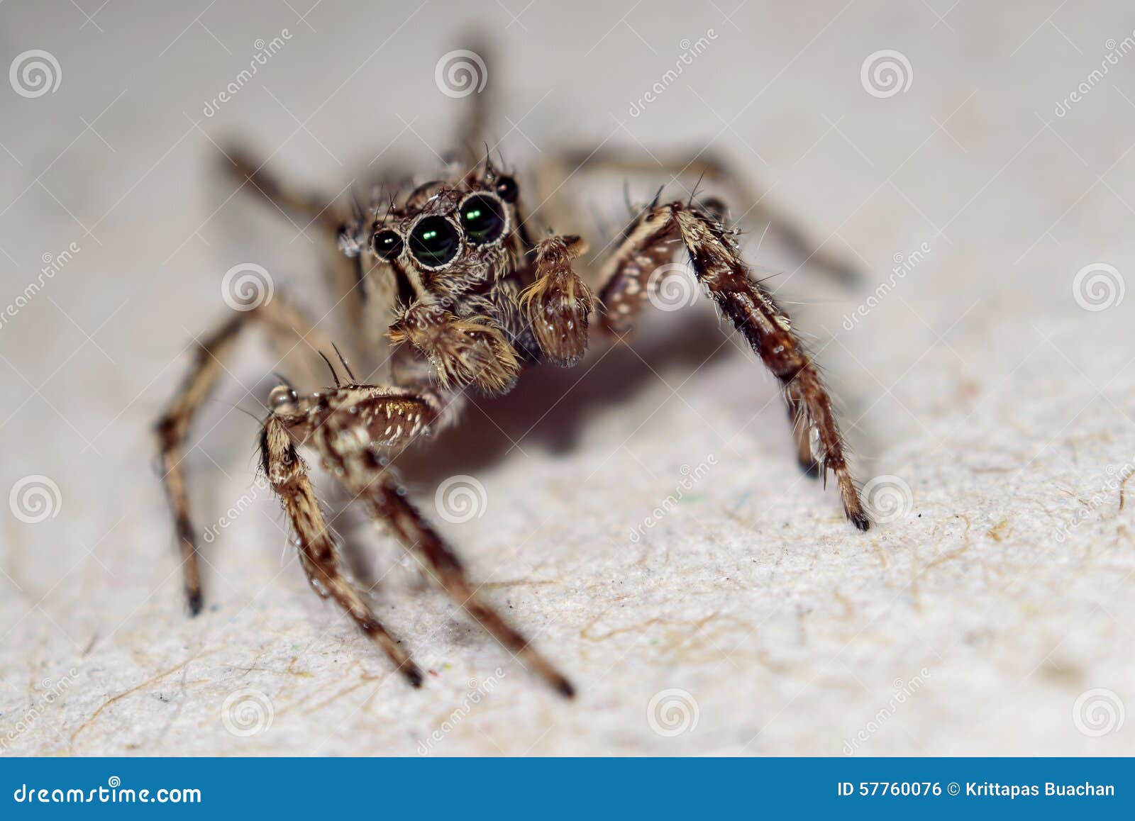 Spider macro stock photo. Image of macrophotographie - 57760076