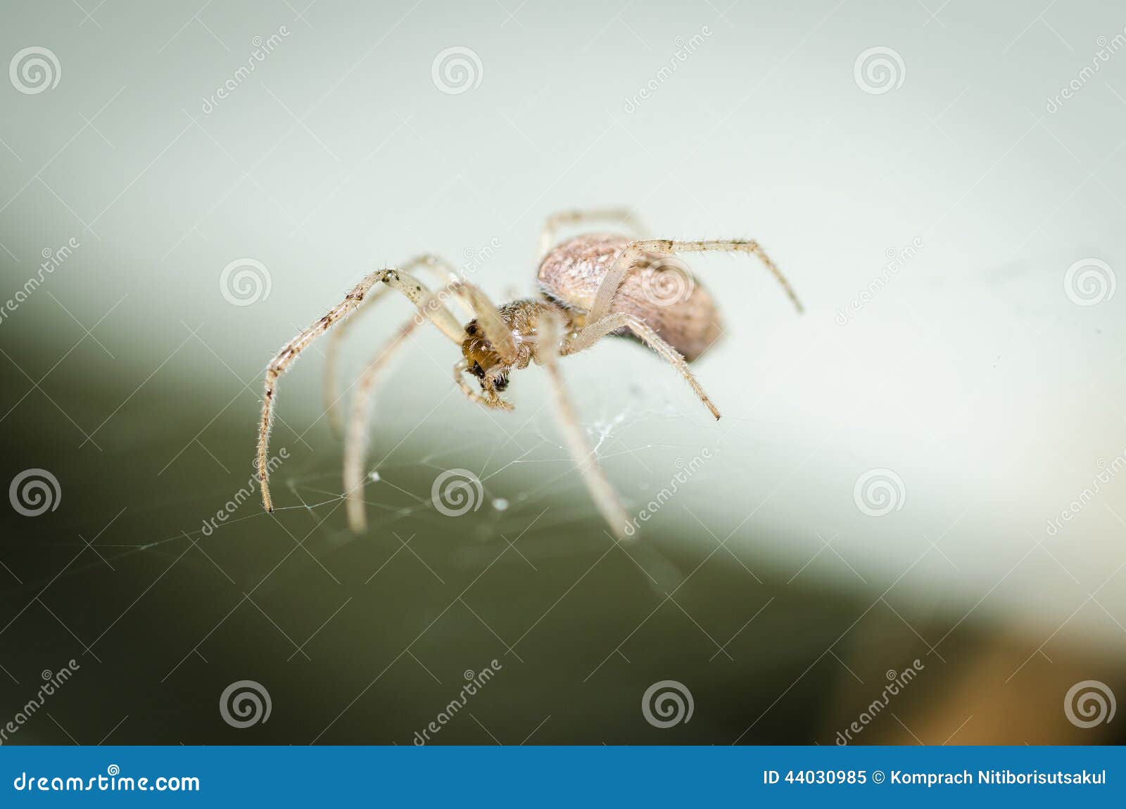 Spider stock image. Image of blue, spider, gossamer, arthropod - 44030985