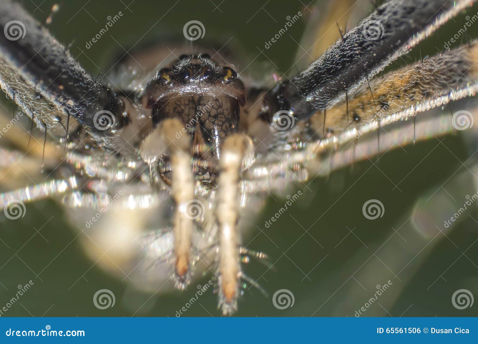 Spider stock photo. Image of eyes, wild, nature, legs - 65561506