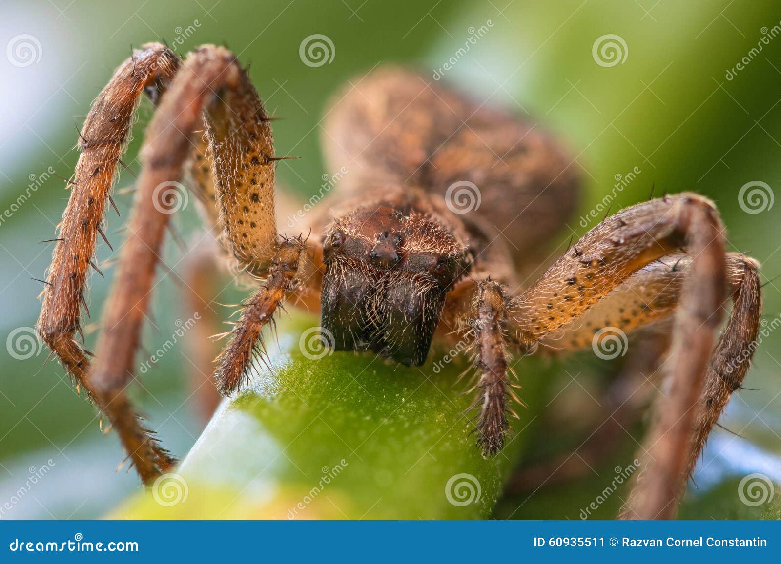 Spider Macro Shot Front View Stock Image - Image of closeup, antennas ...