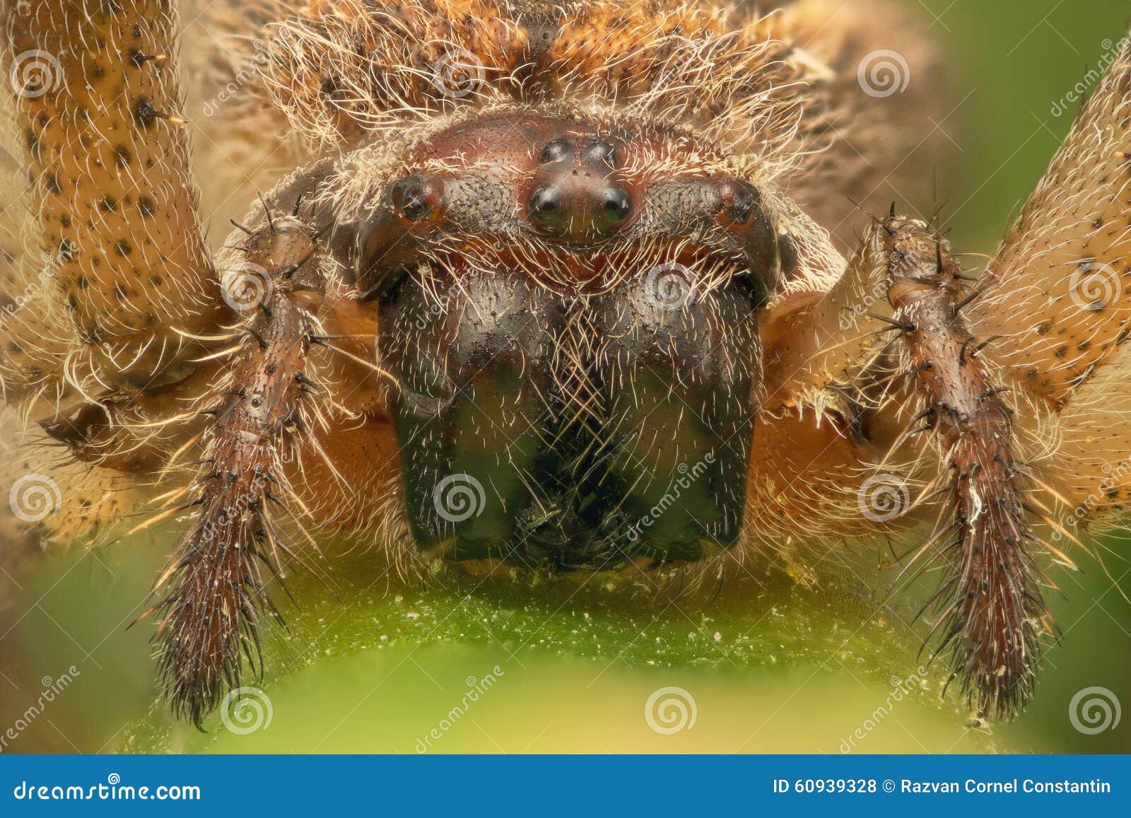 Spider Macro Shot Front View Stock Photo - Image of faceted, mouth ...