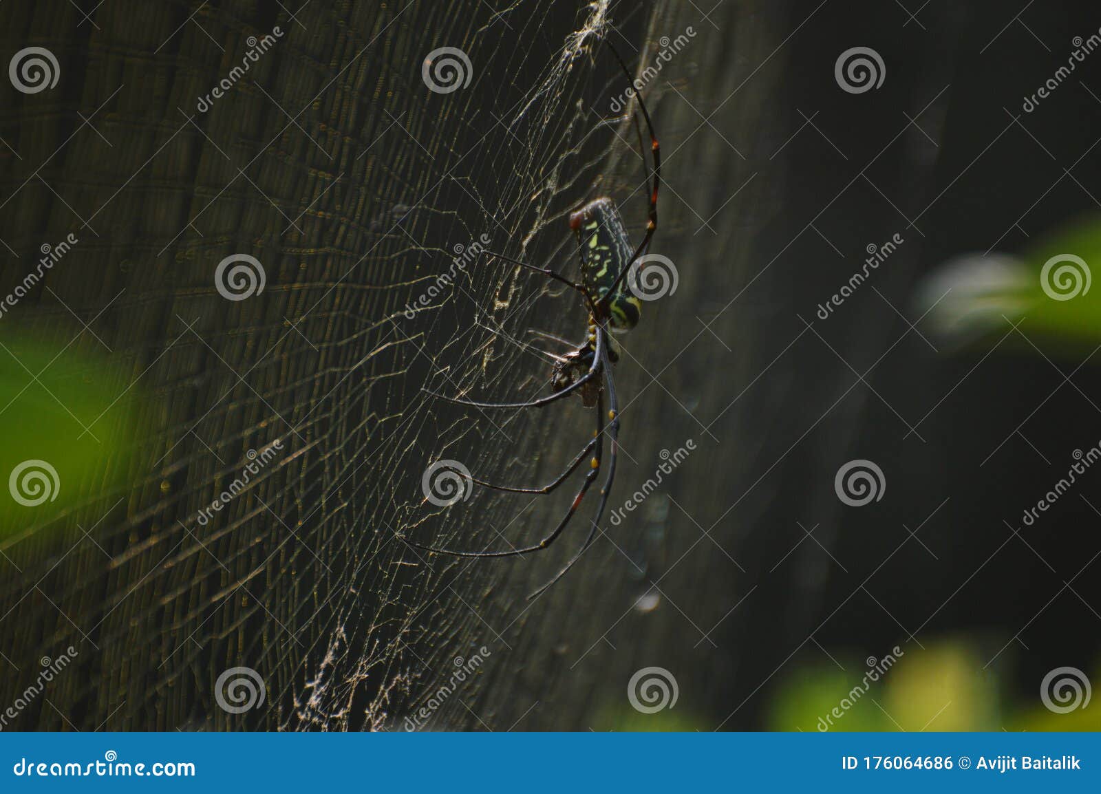 Spider make it`s net stock photo. Image of hairy, closeup - 176064686
