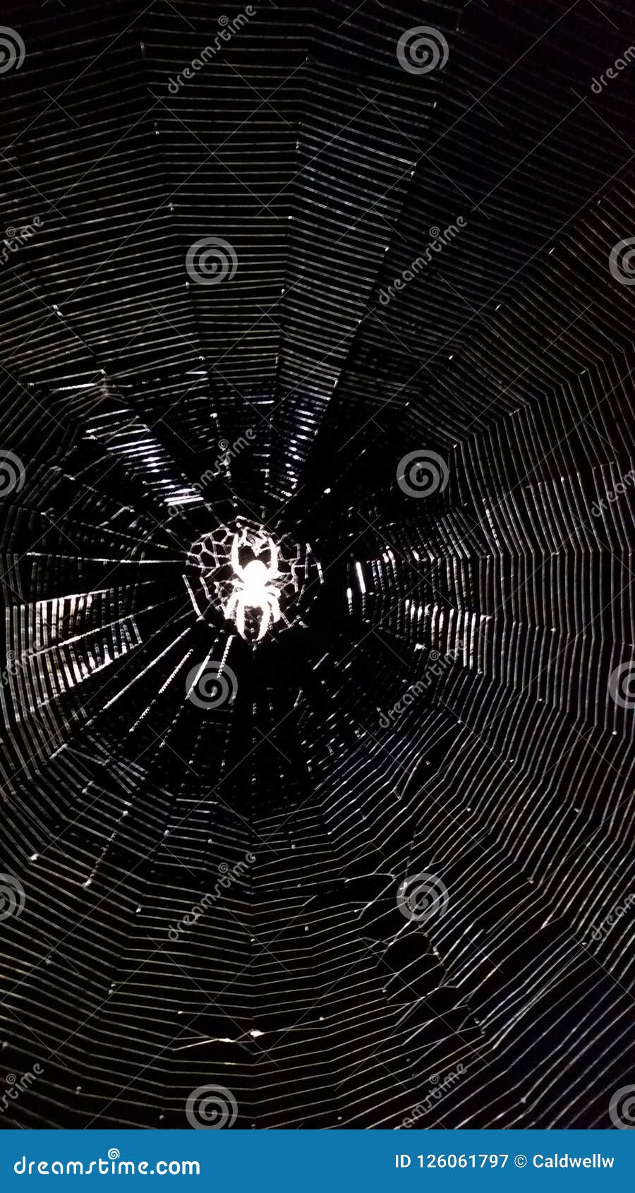 A Spider Making Her Web at Night Stock Image - Image of dewey ...